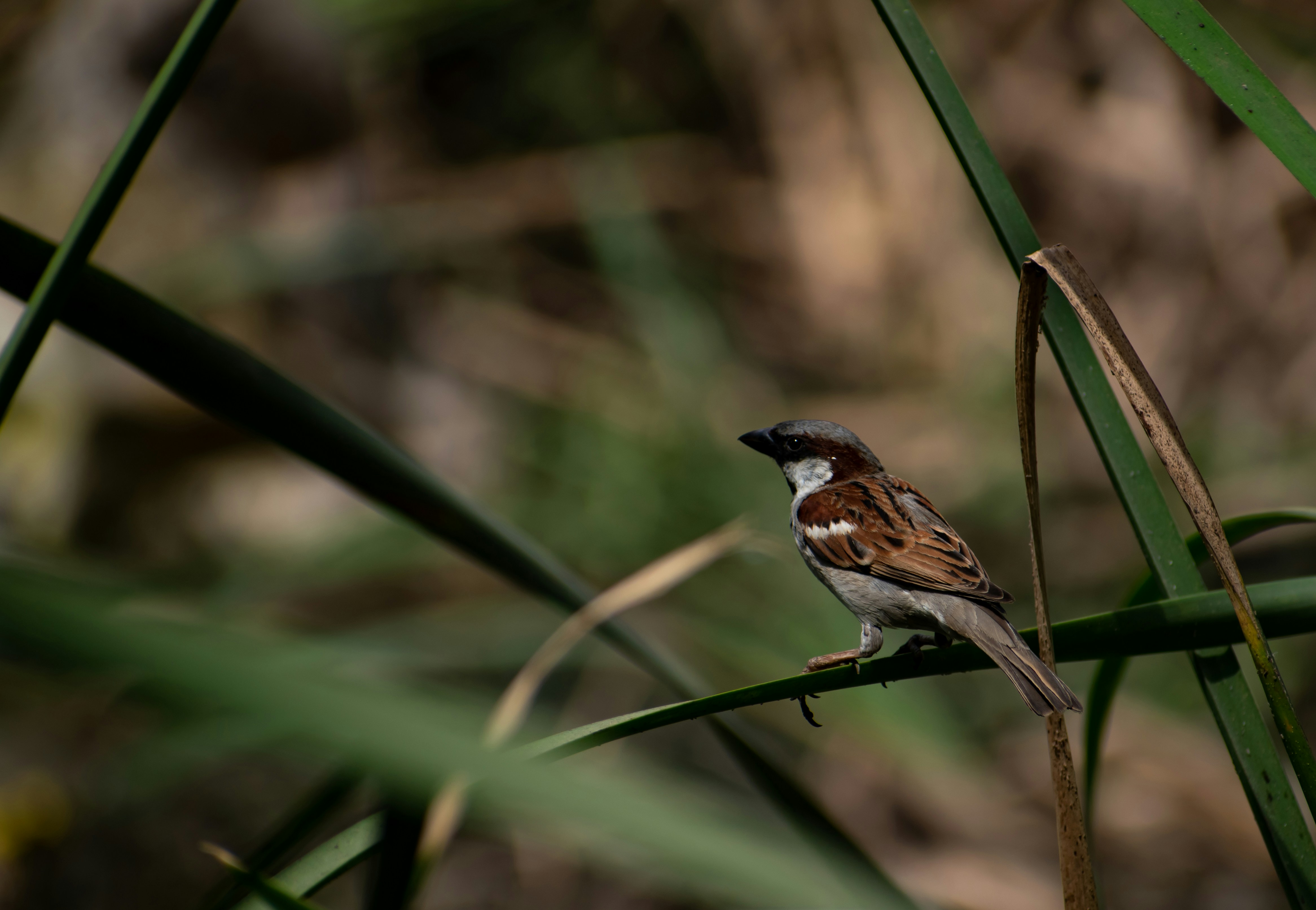 A sparrow perched gracefully on a slender branch, surrounded by lush green foliage, capturing a moment of tranquility in nature.