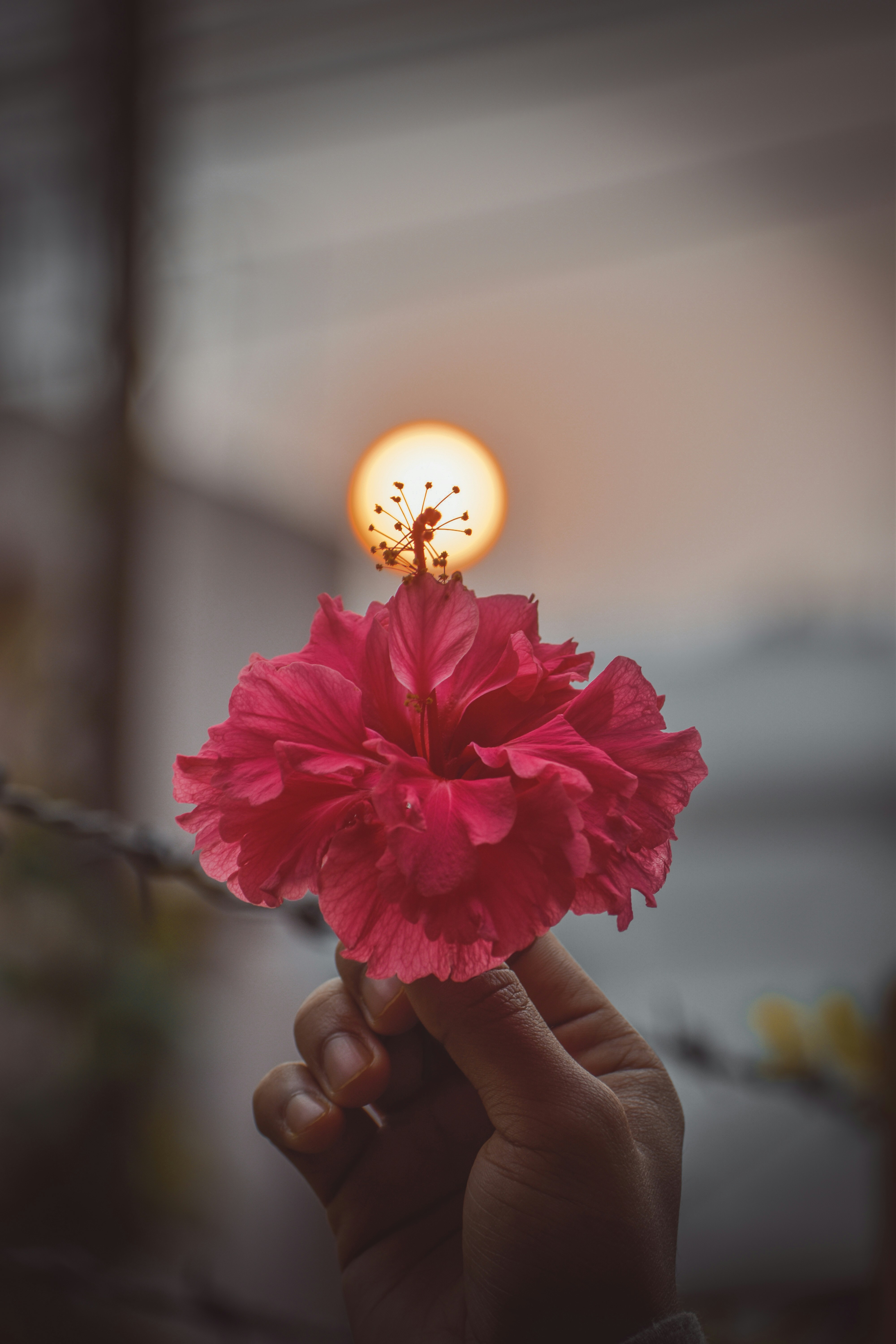 A vibrant pink hibiscus flower held in a hand, framed against a softly glowing sunset. The delicate petals contrast beautifully with the warm light behind.