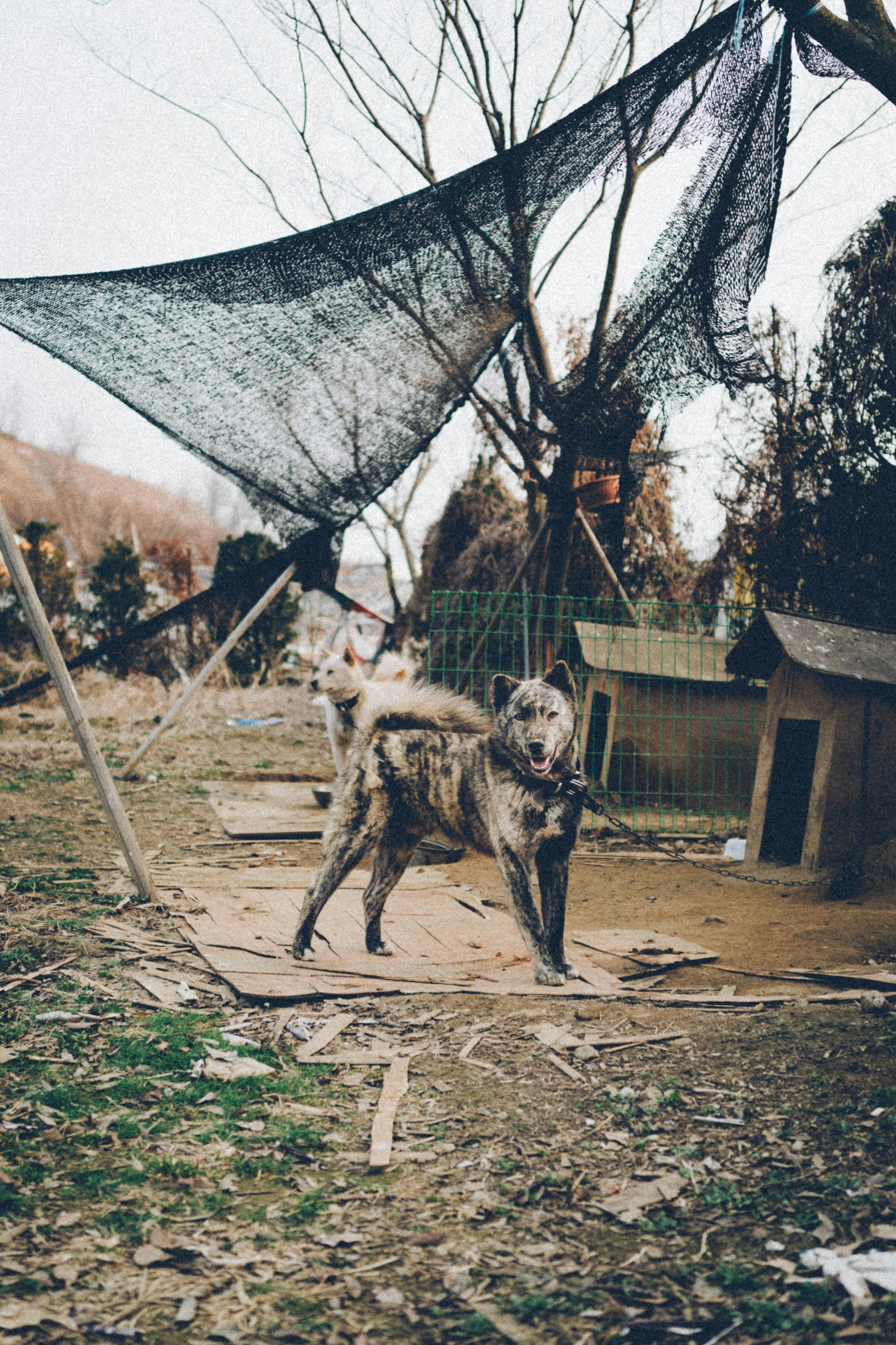 Canine Sentinel Beneath a Tattered Canopy in a Cluttered Yard