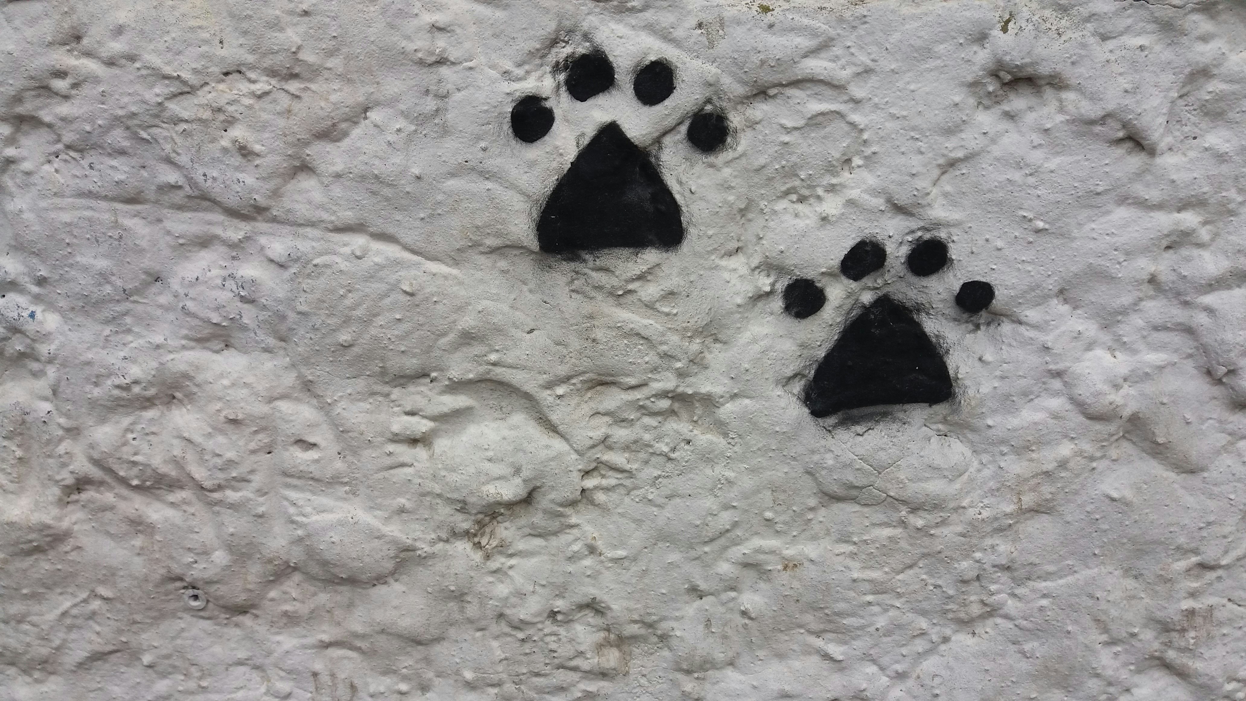 Black paw prints on a textured white surface, creating an artistic contrast. The playful design invites curiosity.