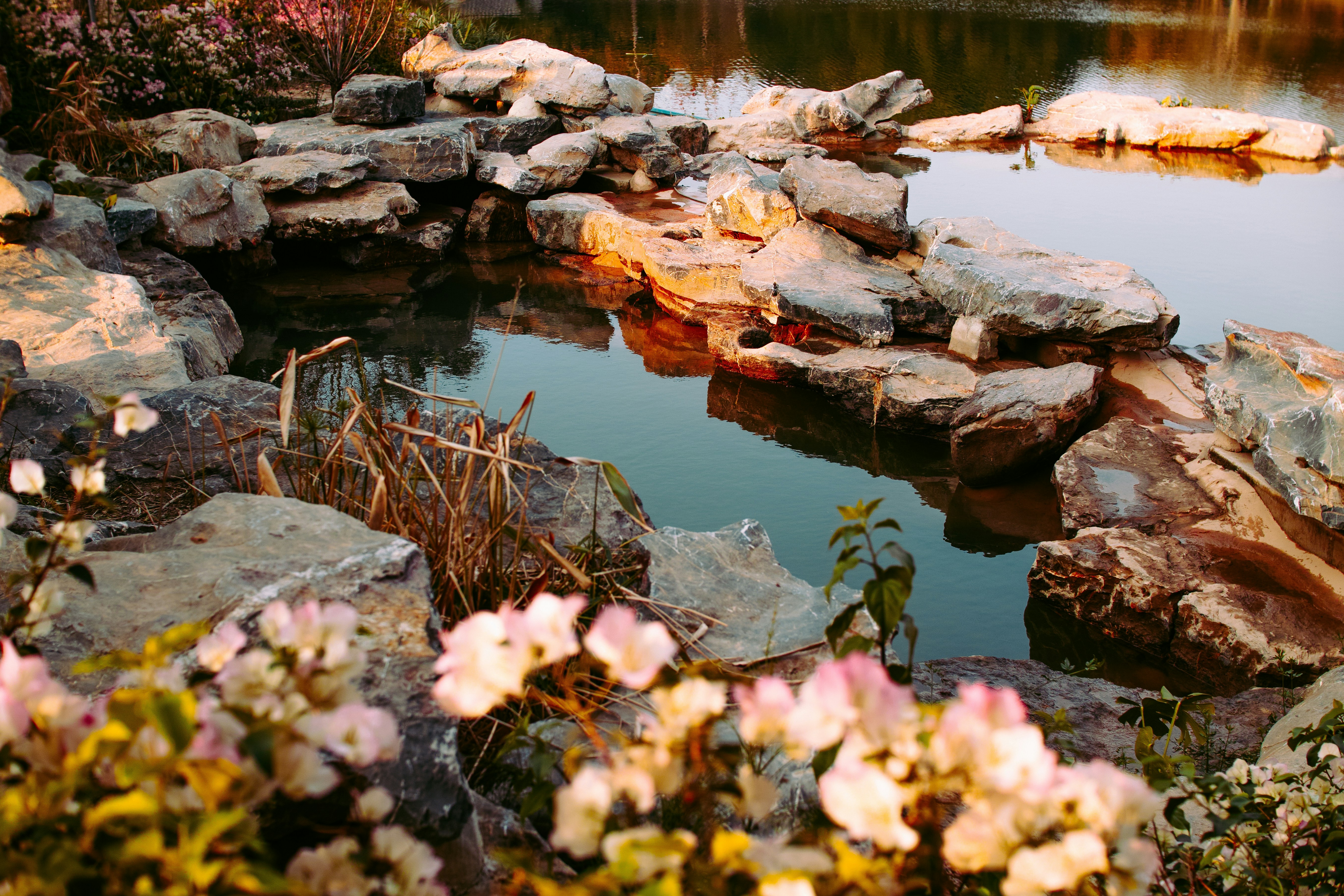 Stone Ring of Calm: A Golden Hour Pond Surrounded by Blossoms