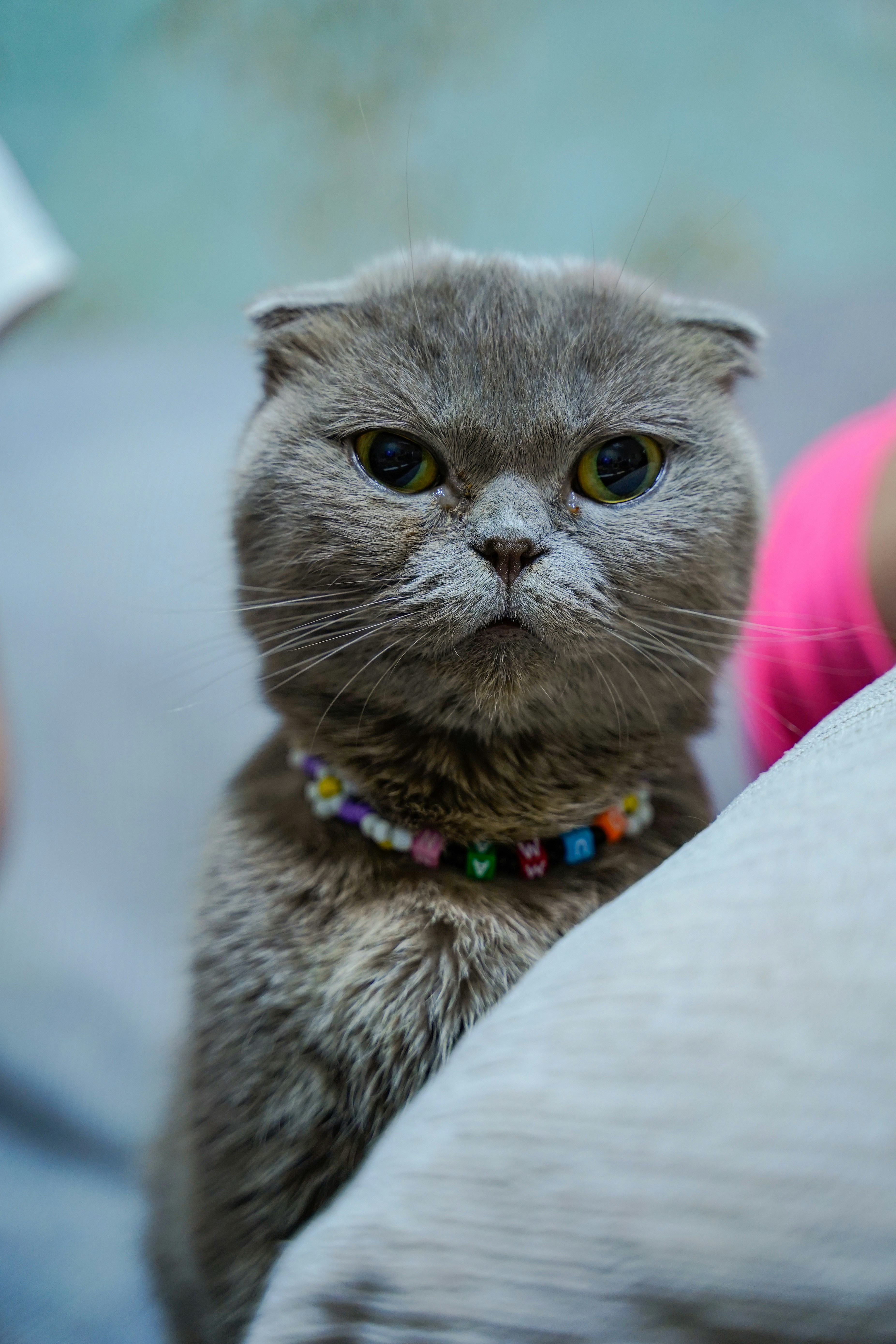 Portrait in Focus: Gray Cat with a Rainbow Bead Collar