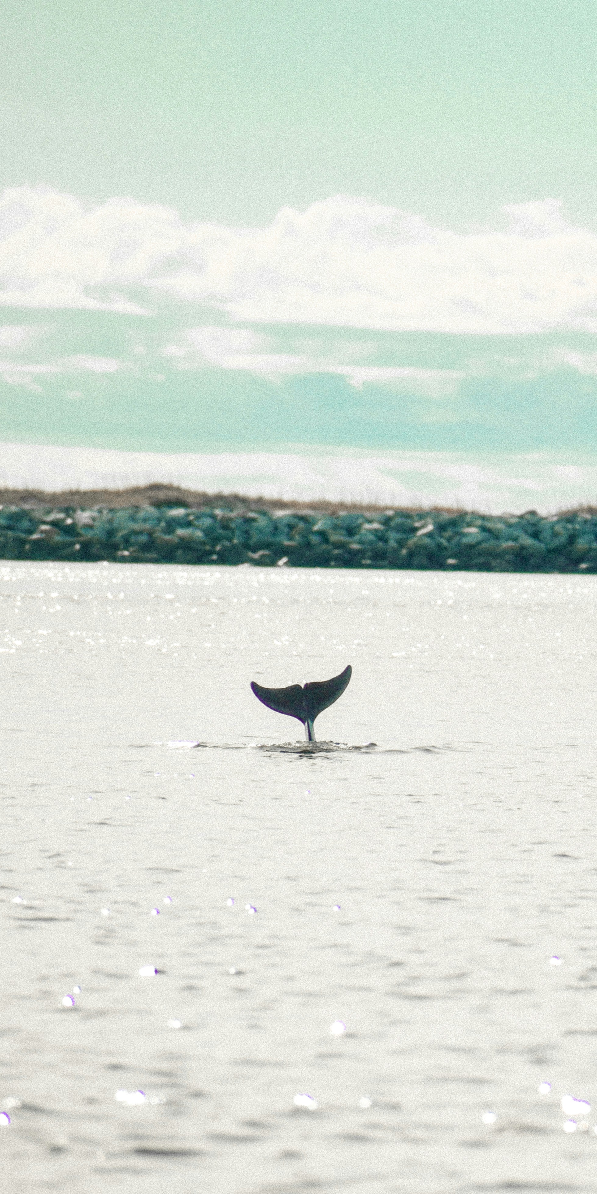 Whale tail emerging from calm waters, creating ripples against a serene backdrop of clouds and distant shoreline.
