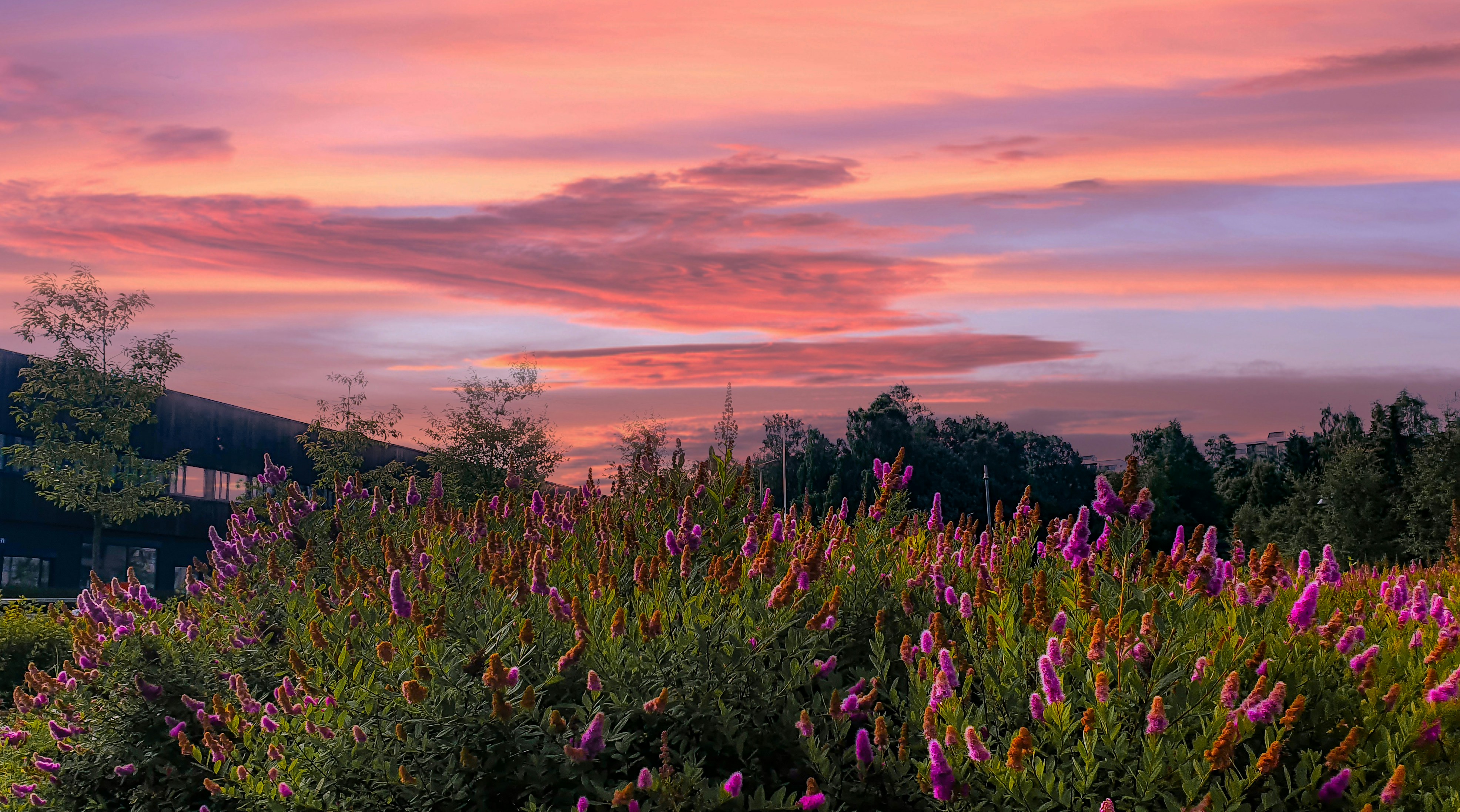 Purple flower field during sunset photo – Free Scenery Image on Unsplash