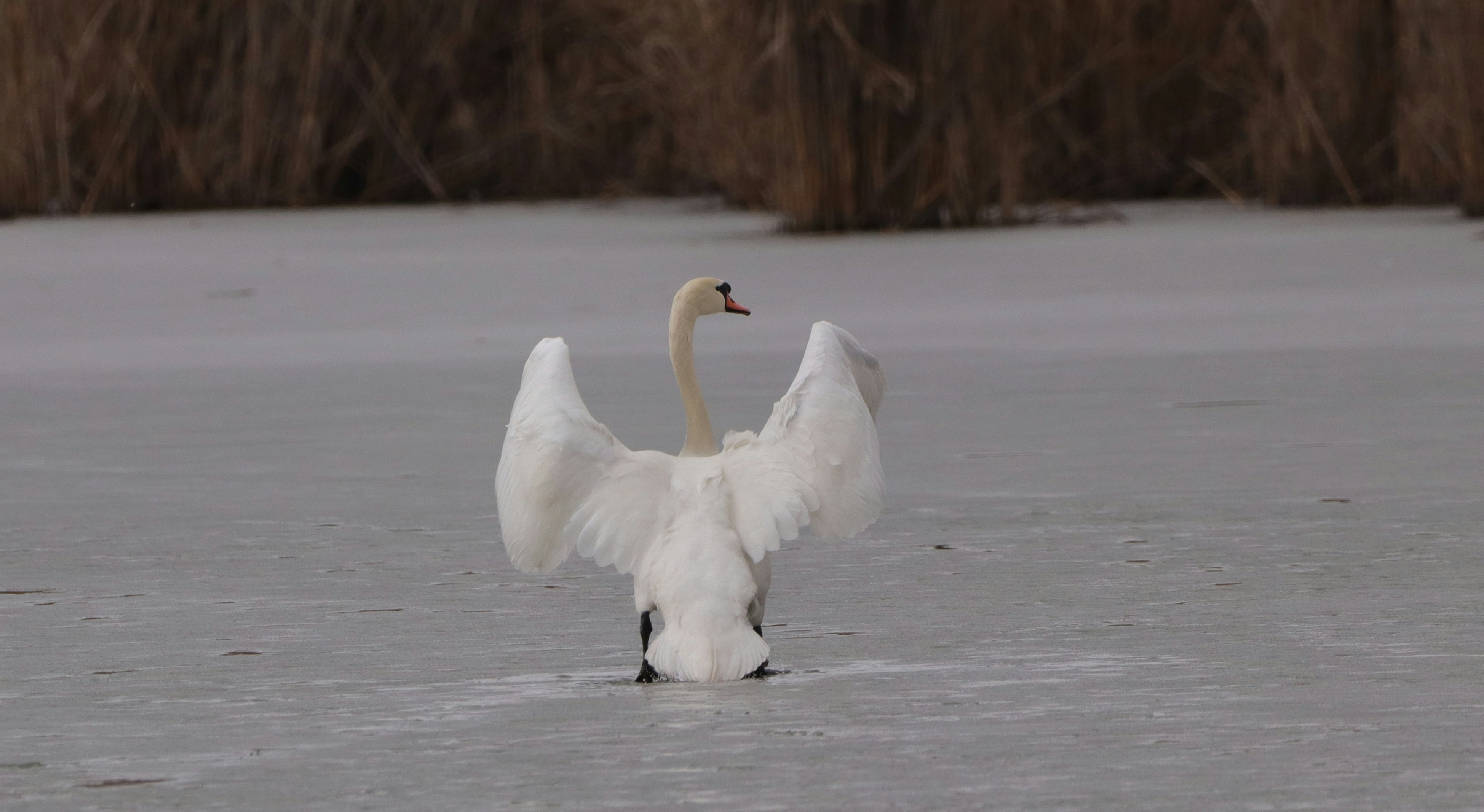 Swan Unfurls Wings Across a Frozen Lake