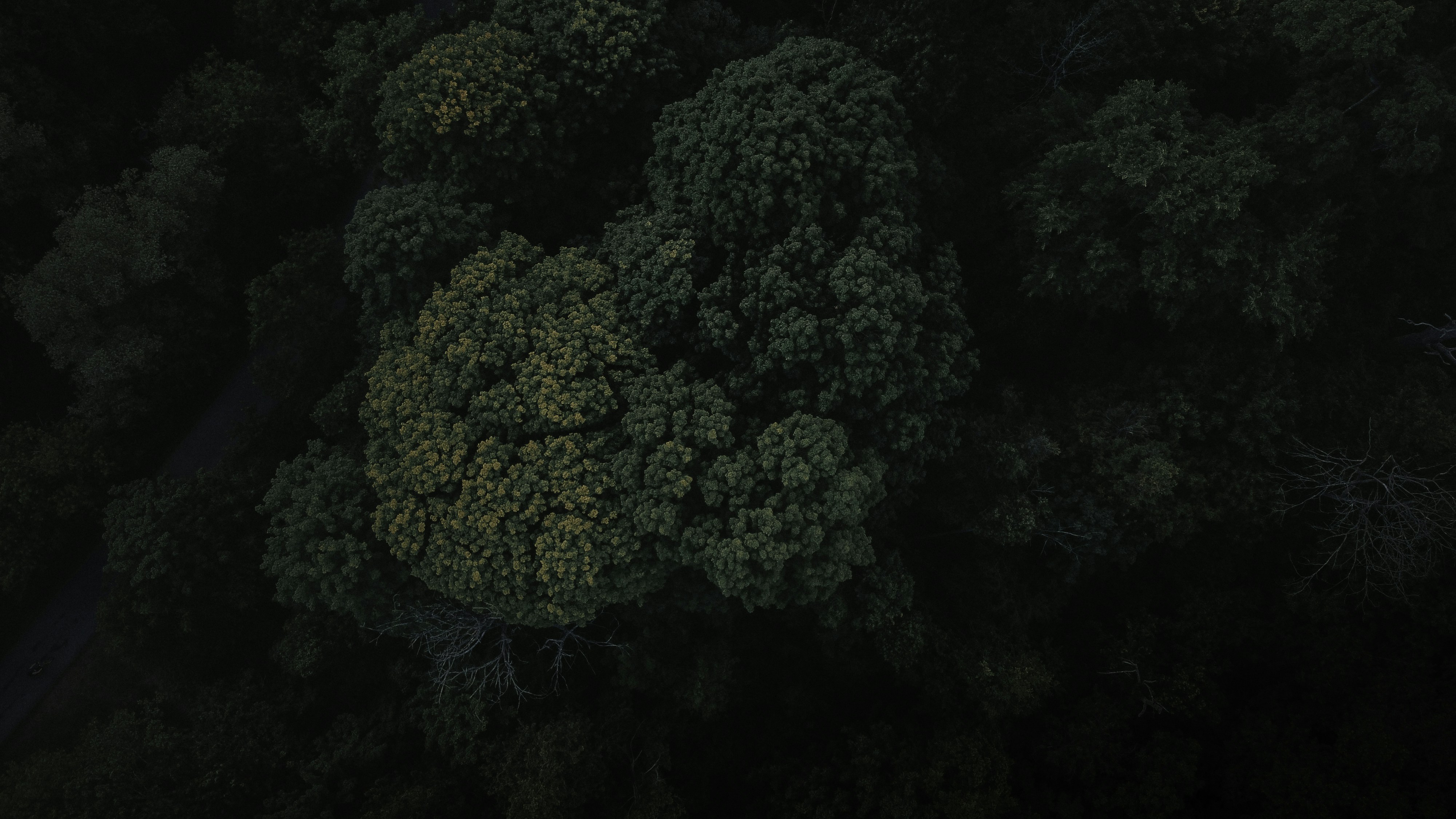 Green trees in close up photography photo – Free Hearts Image on Unsplash