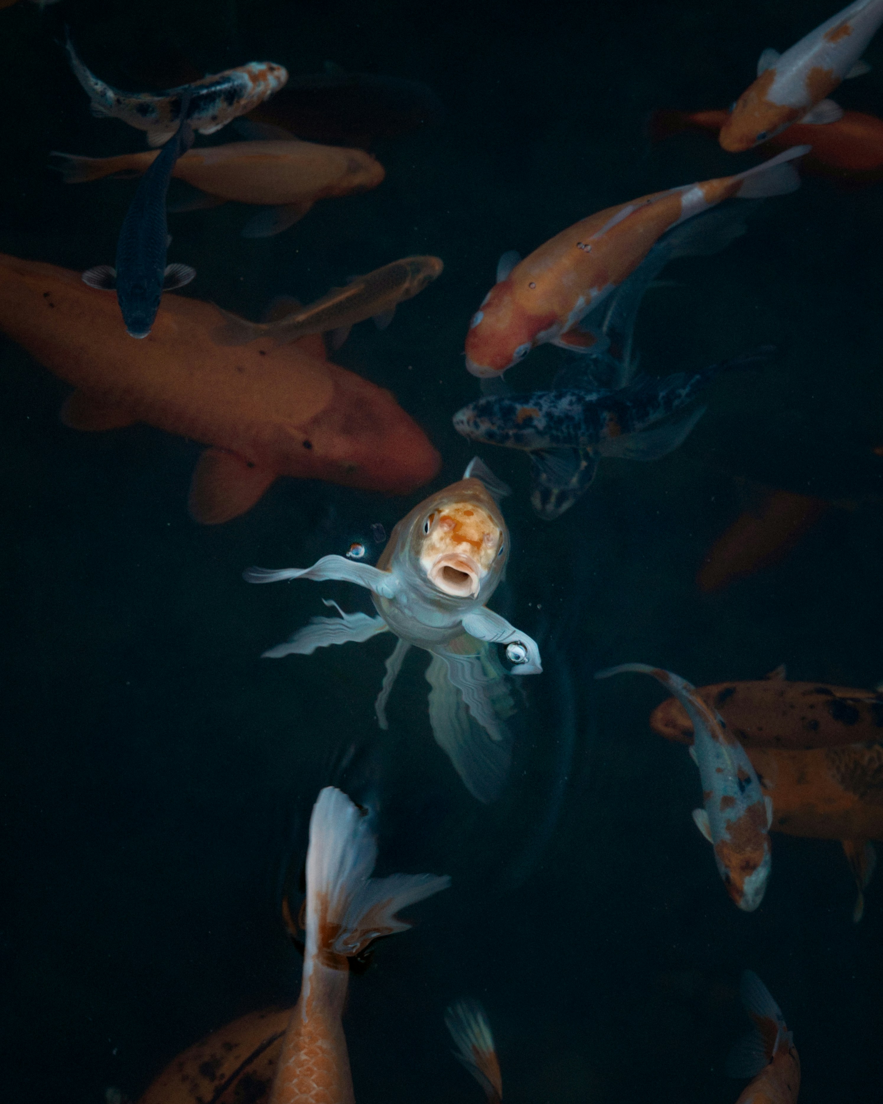 Open-Mouthed White-Koi Surrounded by Velvet Hues of Orange and Blue Koi