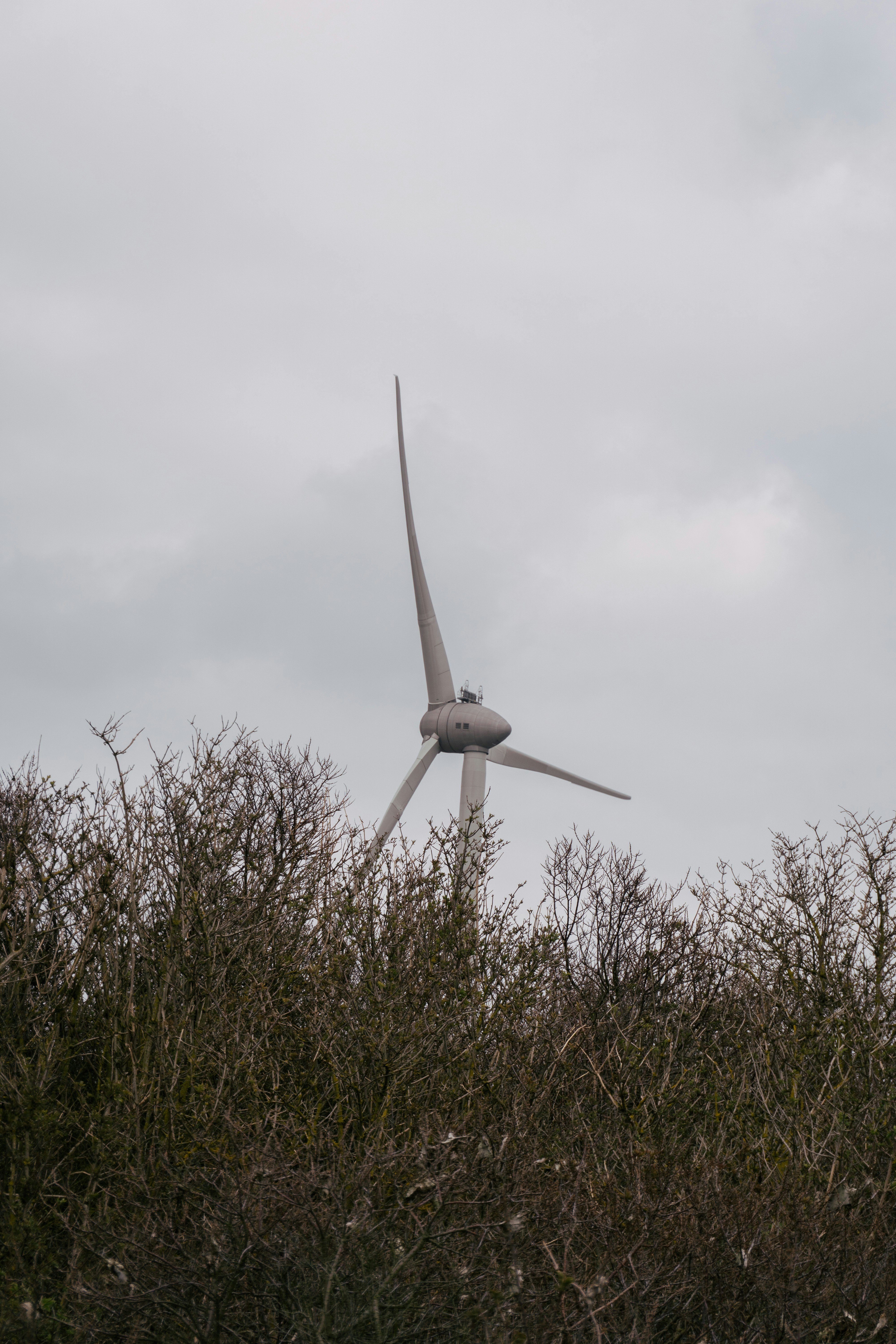 Wind turbine peeking through dense foliage under a cloudy sky.
