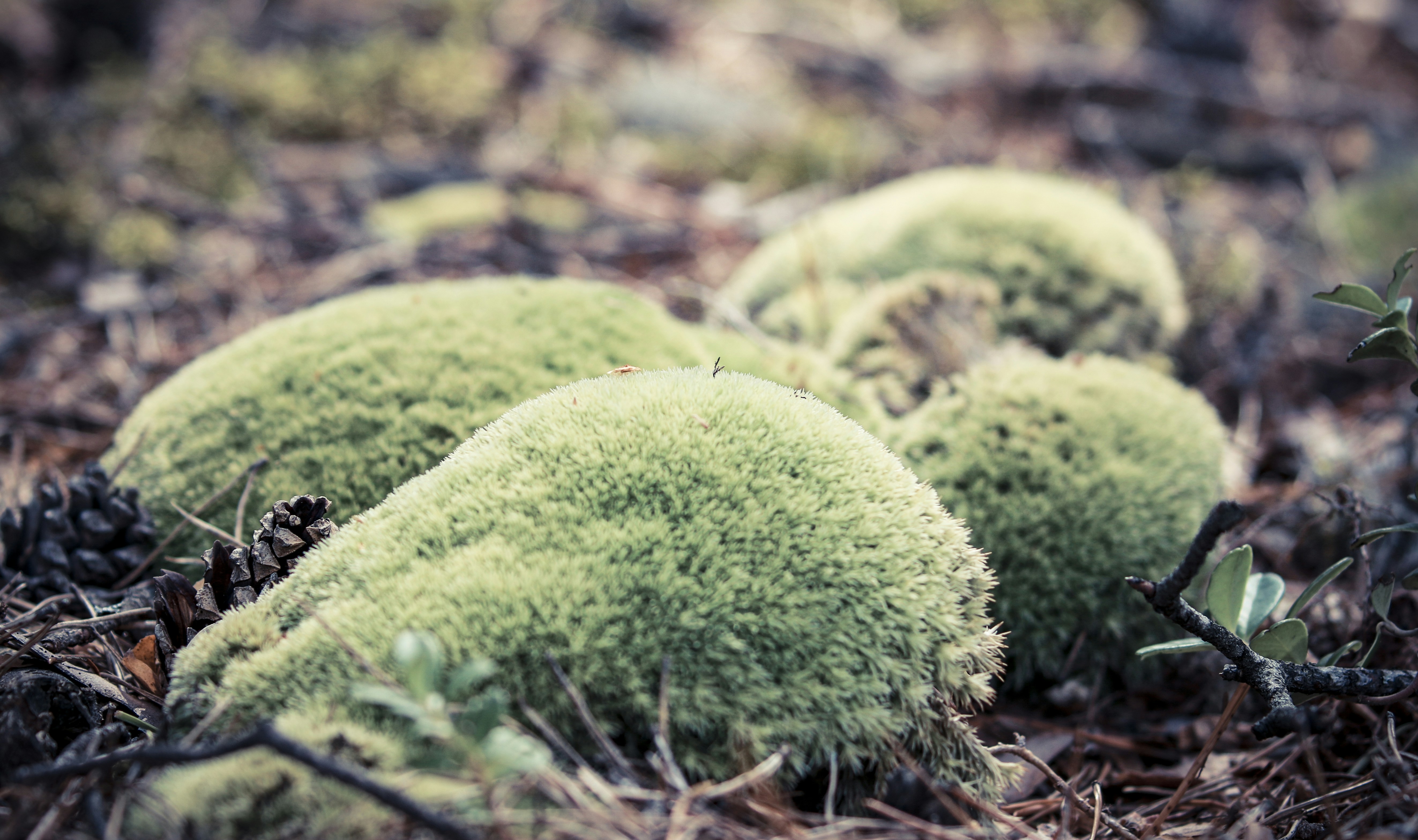 Emerald Velvet Cushions on a Damp Forest Floor