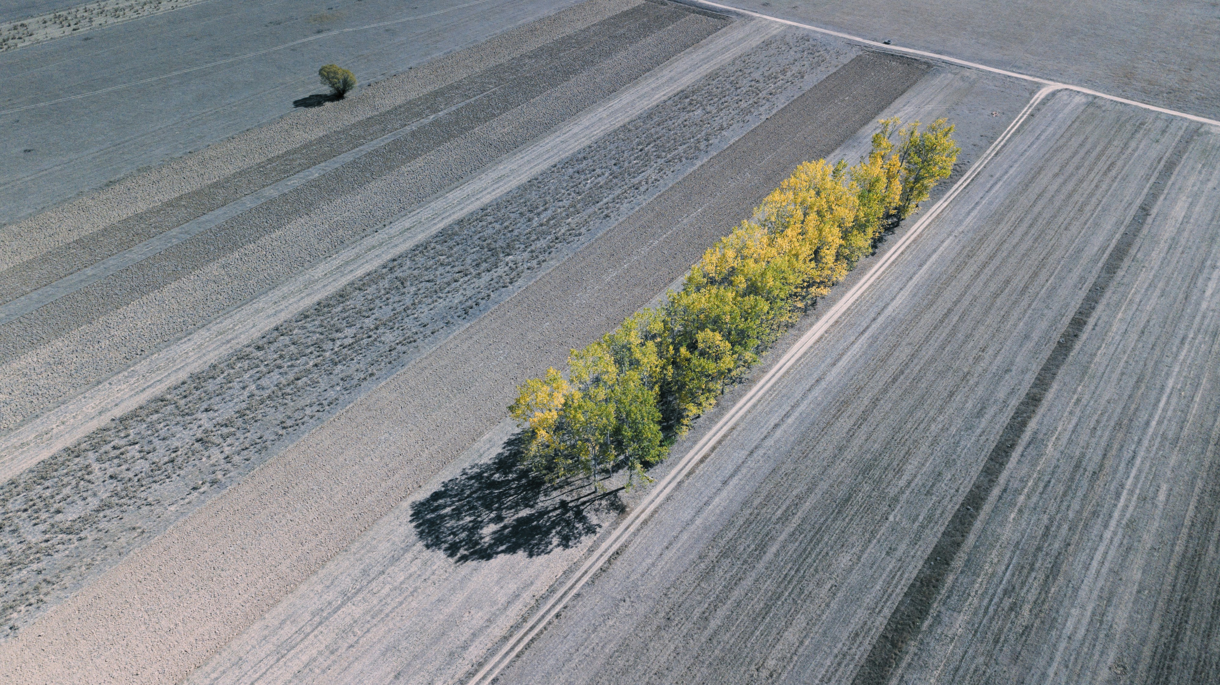 Parallel Fields and a Golden Tree Line: An Aerial Study of Quiet Farmland