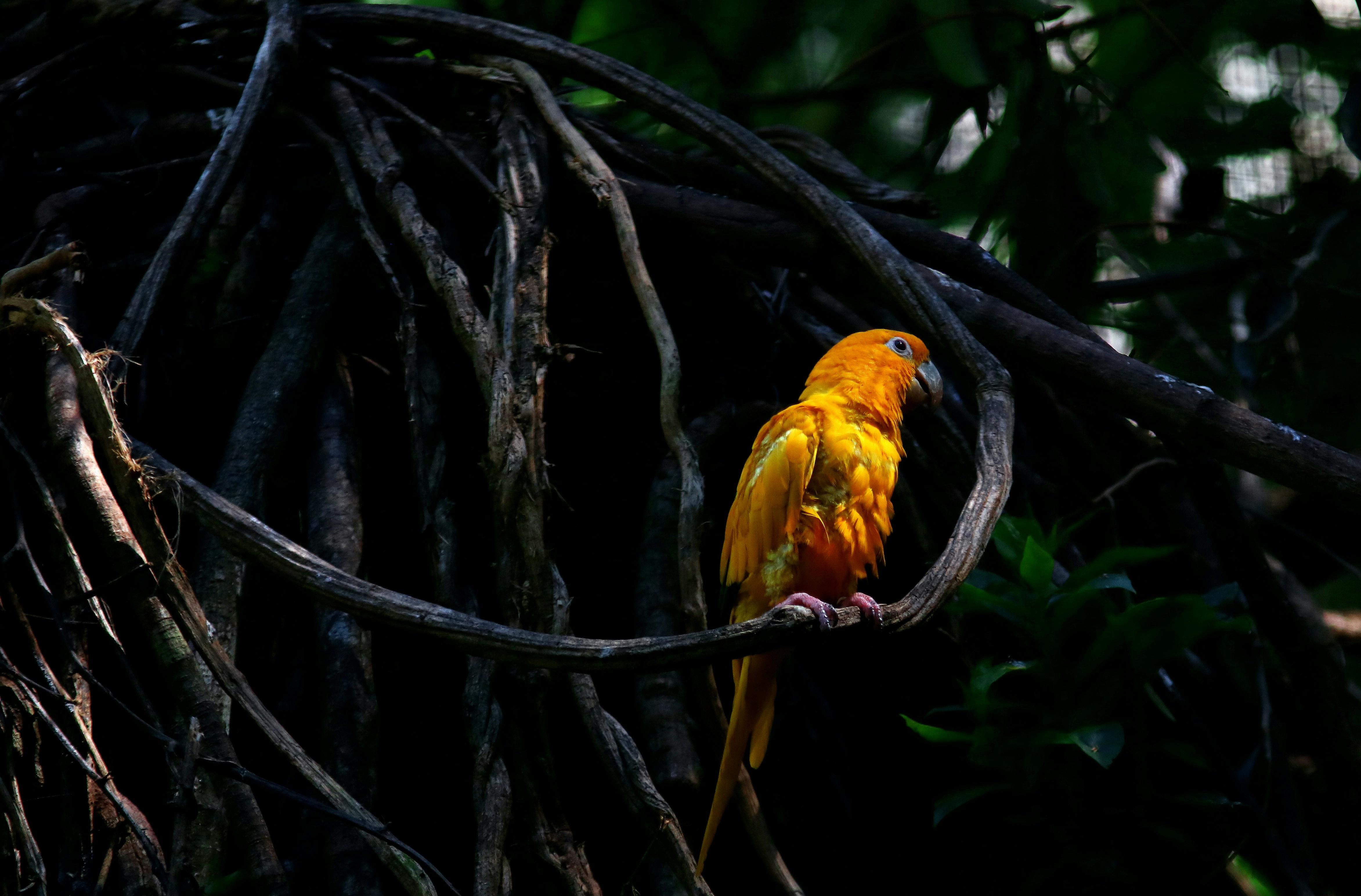 A vibrant yellow parrot perched on twisted branches, surrounded by dark foliage, showcasing its striking plumage in a contrasting environment.