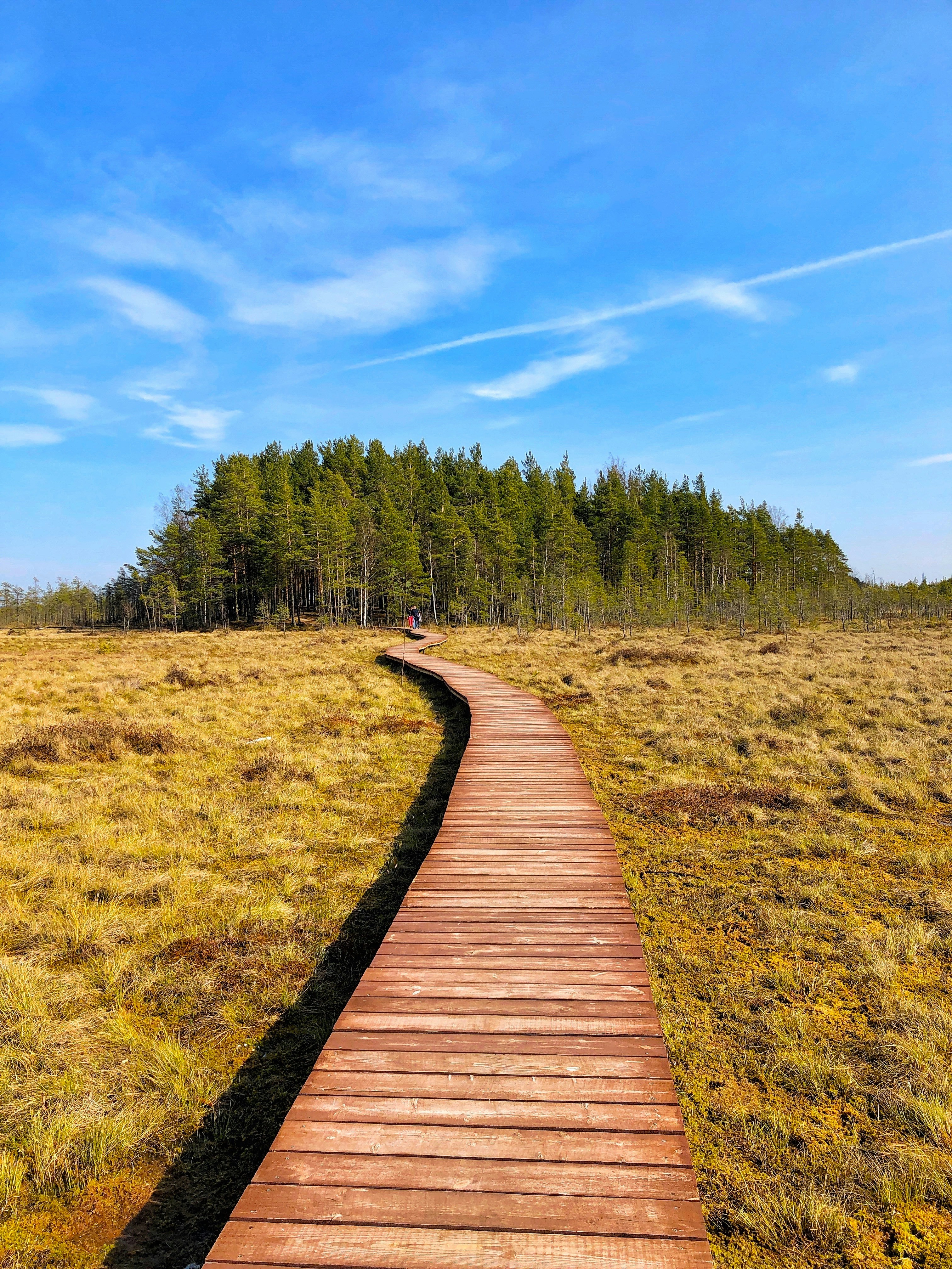 Curved wooden pathway leading through golden grasslands towards a dense forest under a clear blue sky.