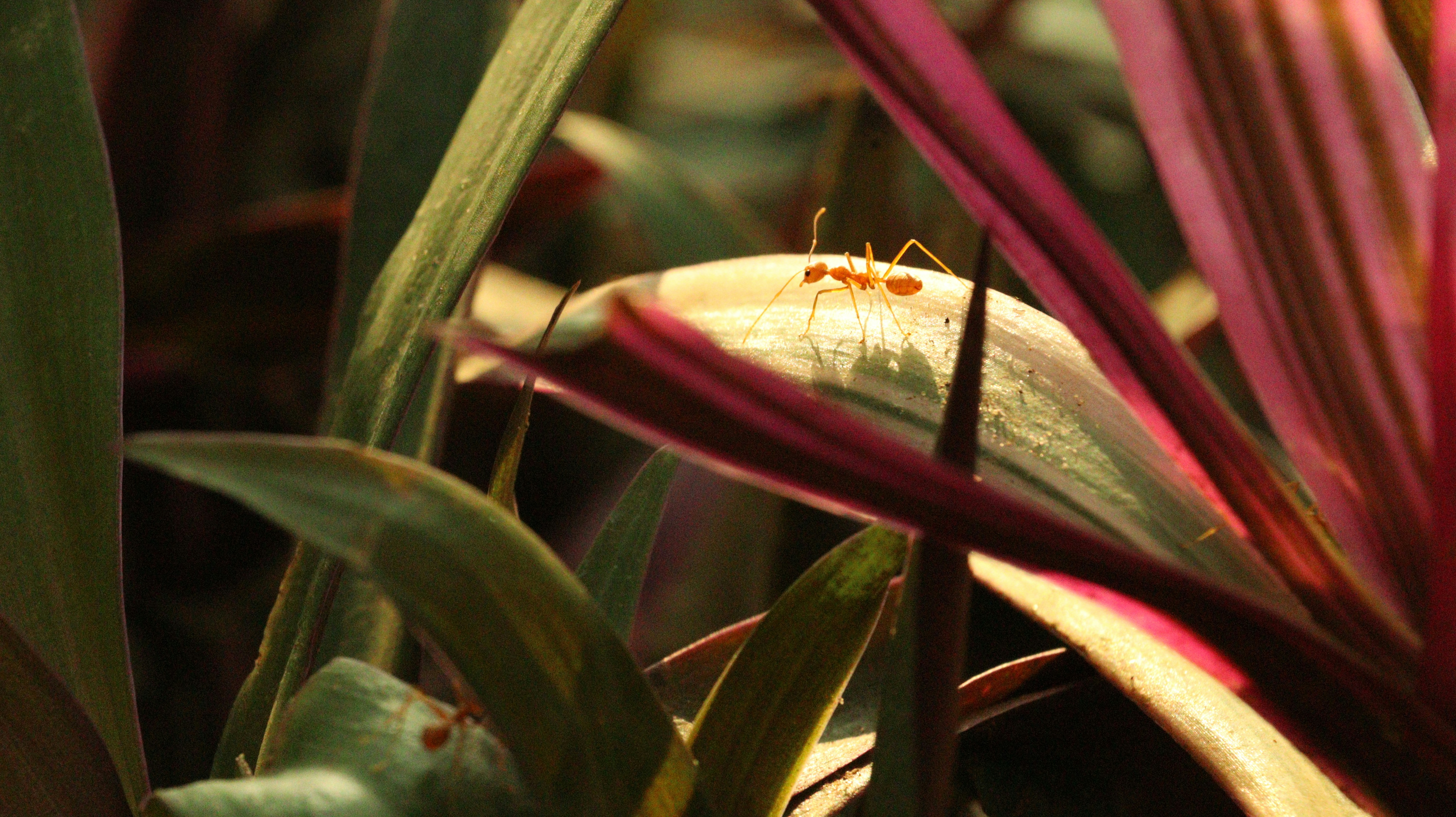 Ant Trek Across a Sunlit Leaf Amid Dense Greenery