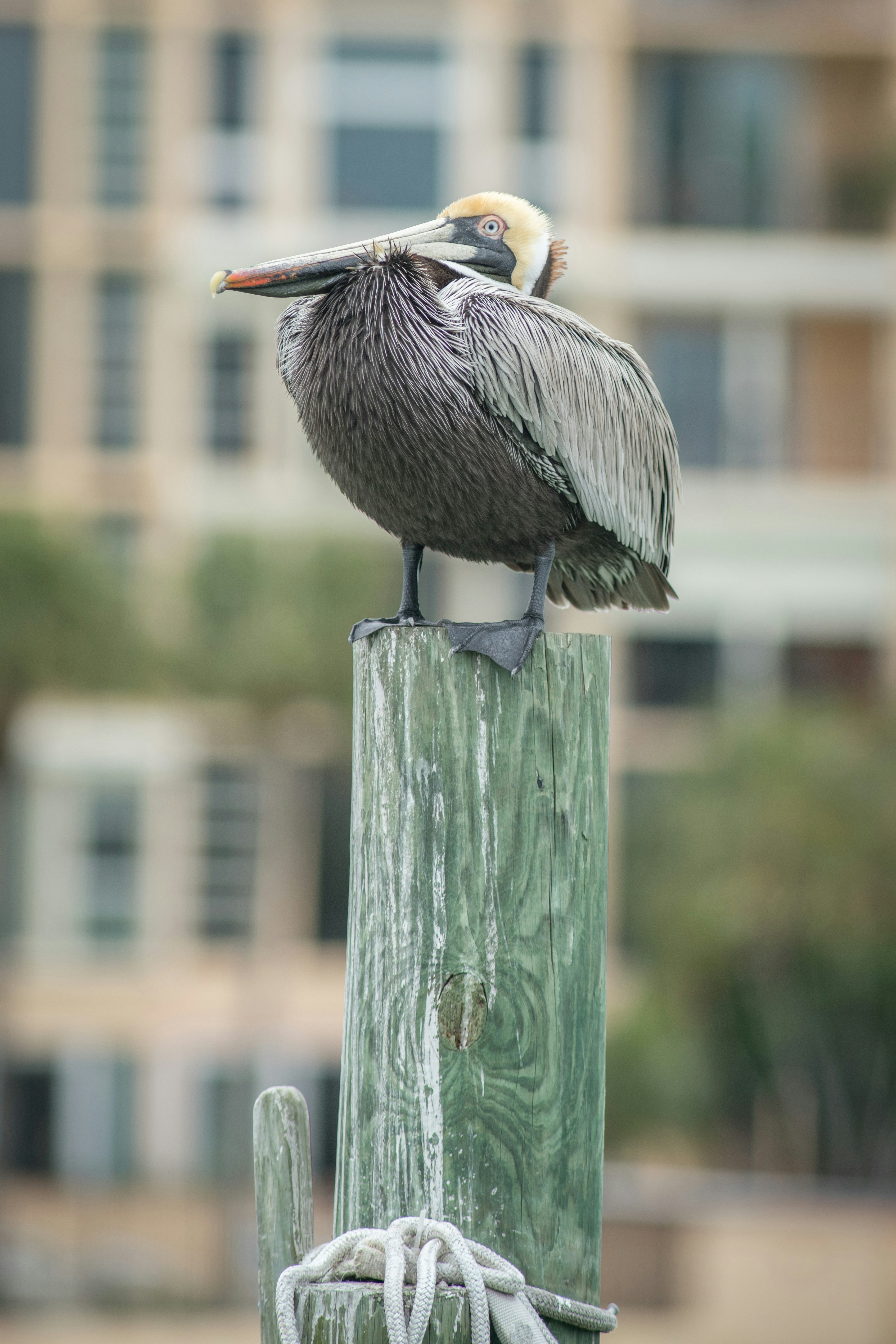 Urban Pelican Perch: Weathered Post by a Quiet City Backdrop