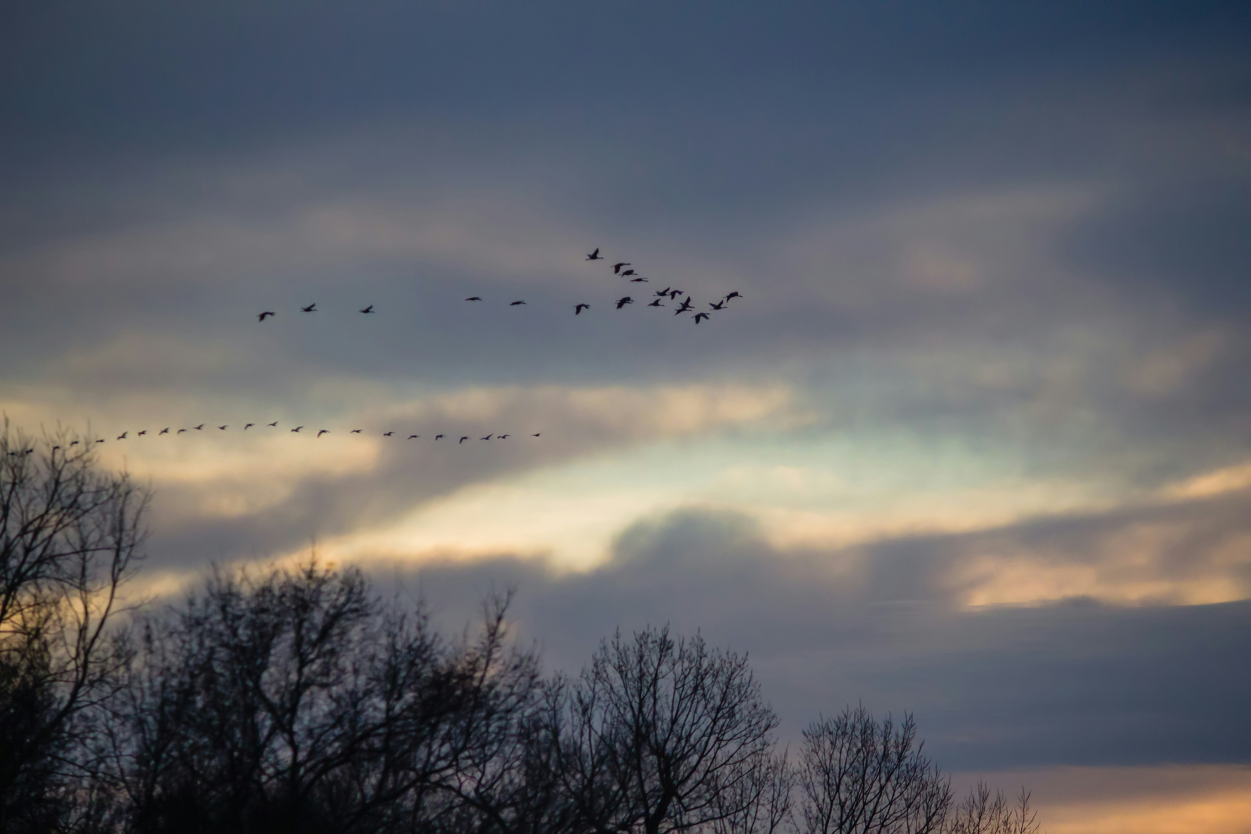 Birds flying over the trees during daytime photo – Free Grey Image on ...