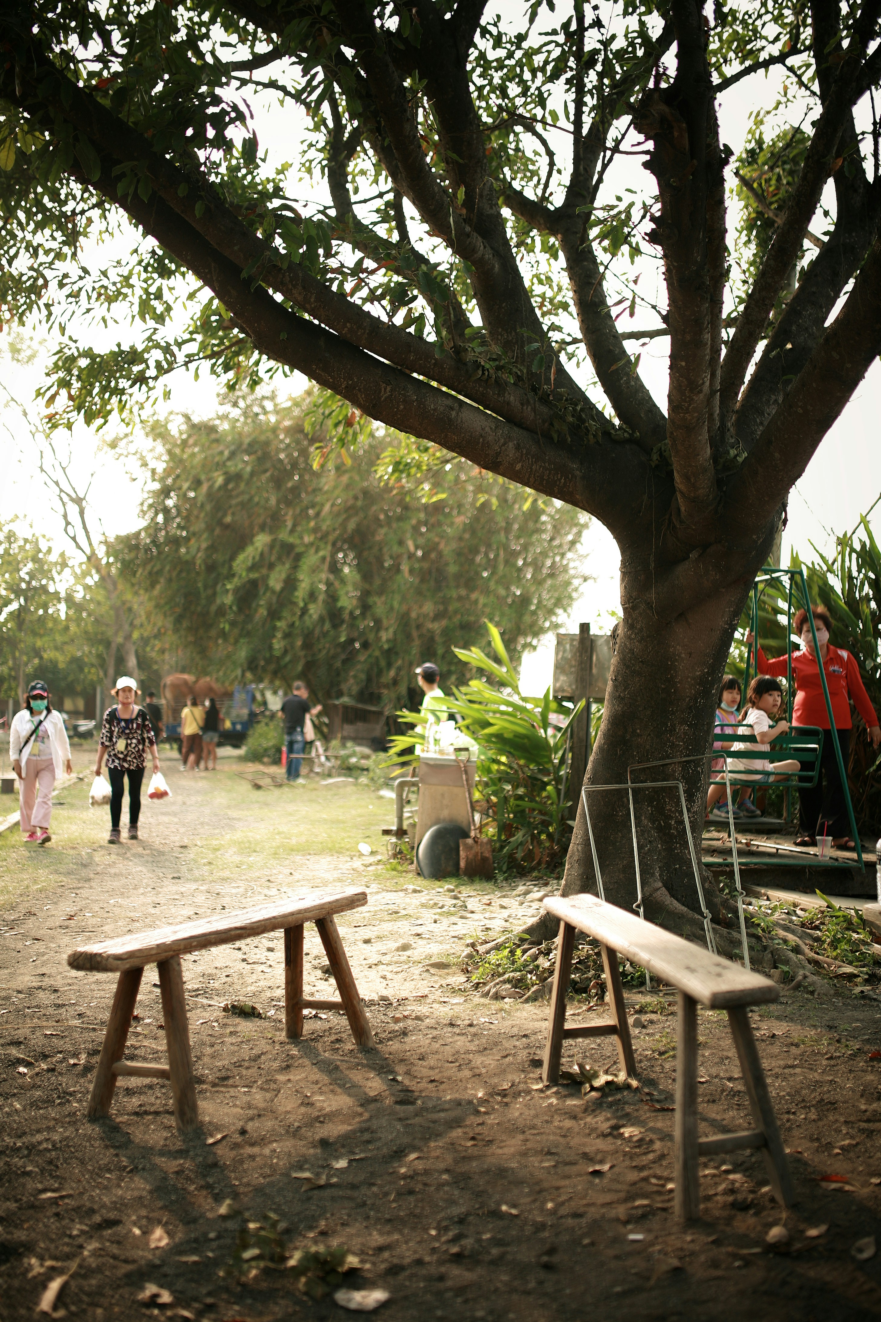 Two rustic wooden benches set beneath a large tree, with people strolling and enjoying the outdoors in the background.