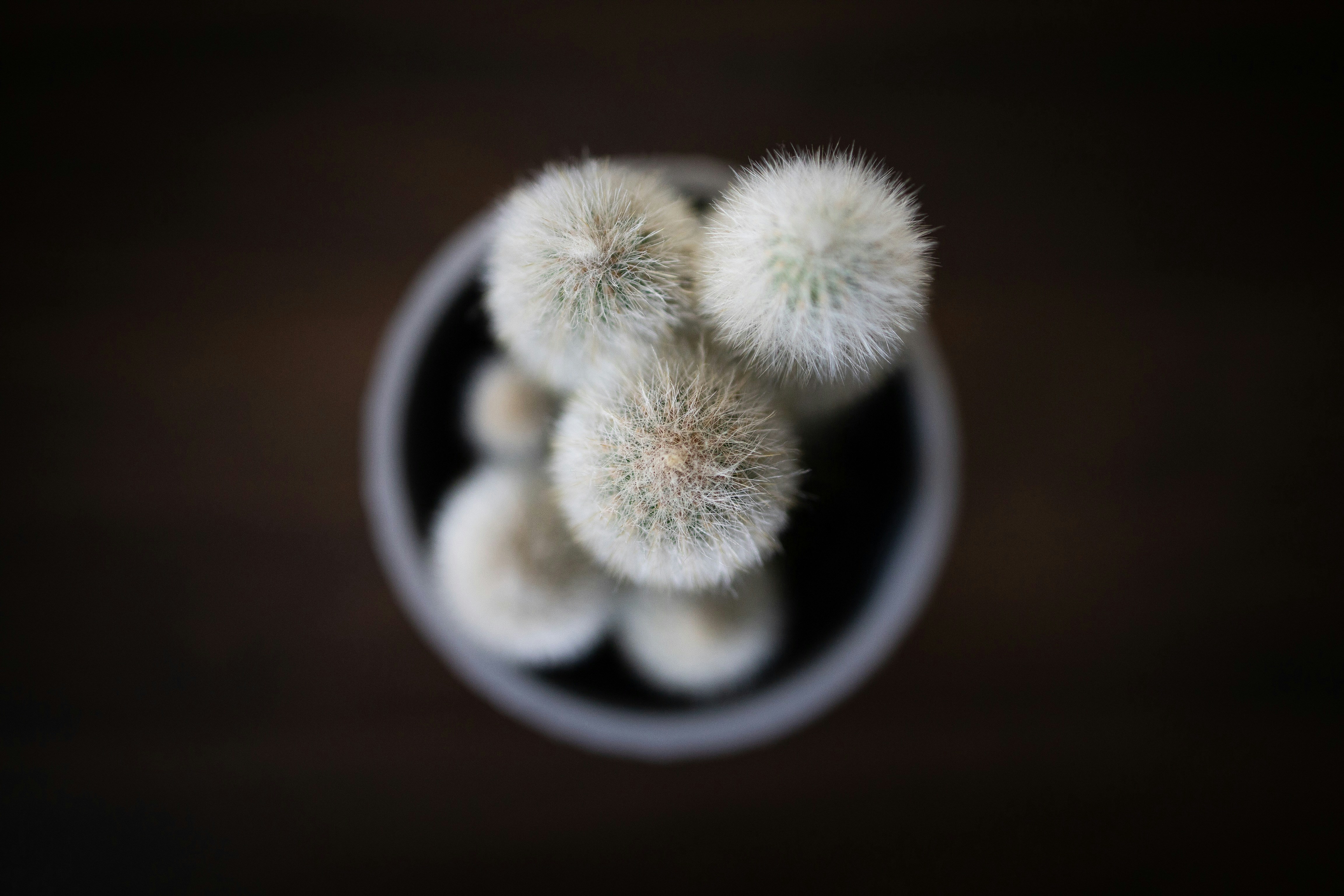 A top-down view of a fluffy white cactus in a pot.