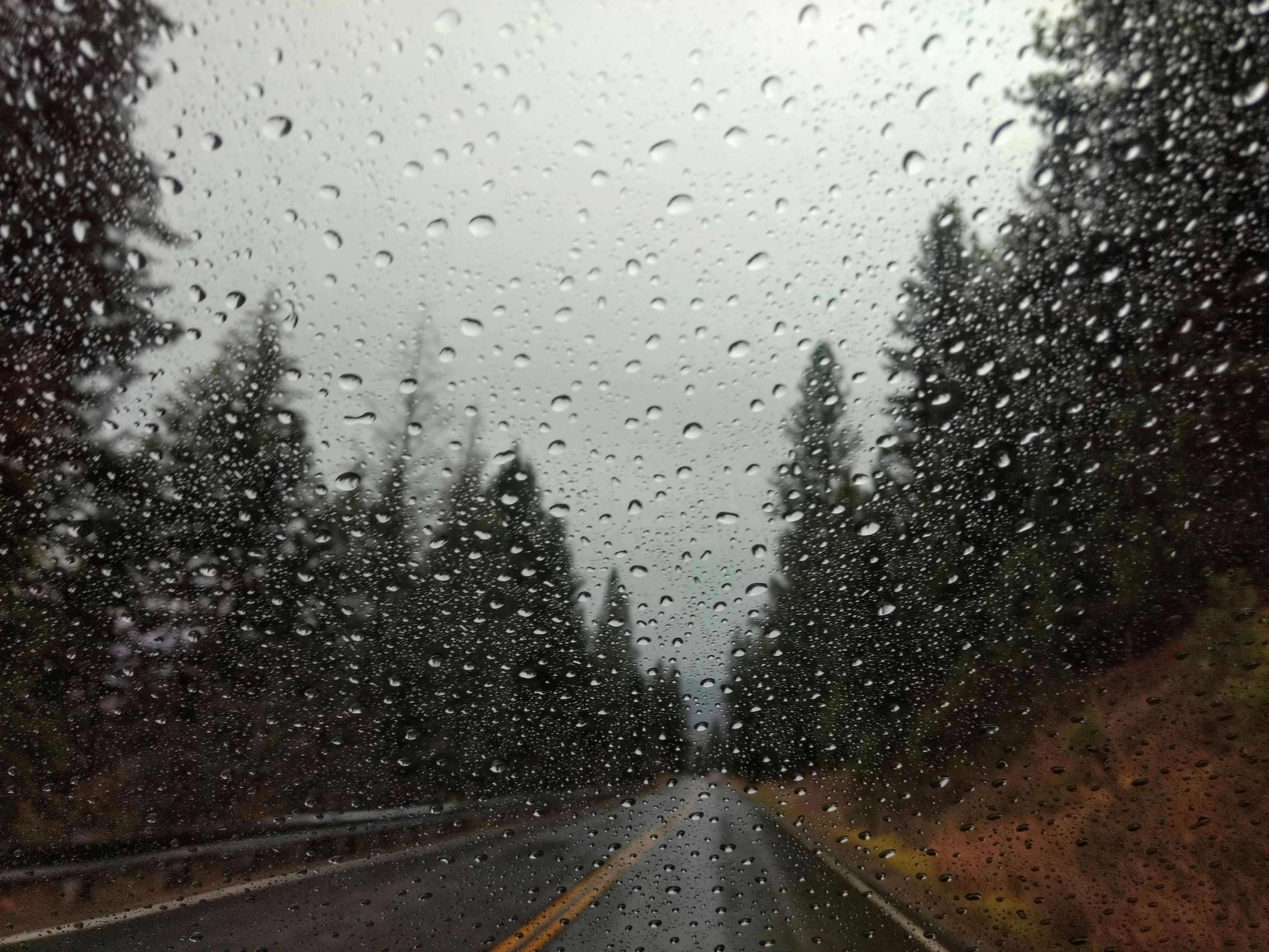 Rain-Kissed Road Through Pine Lines to a Gray Horizon