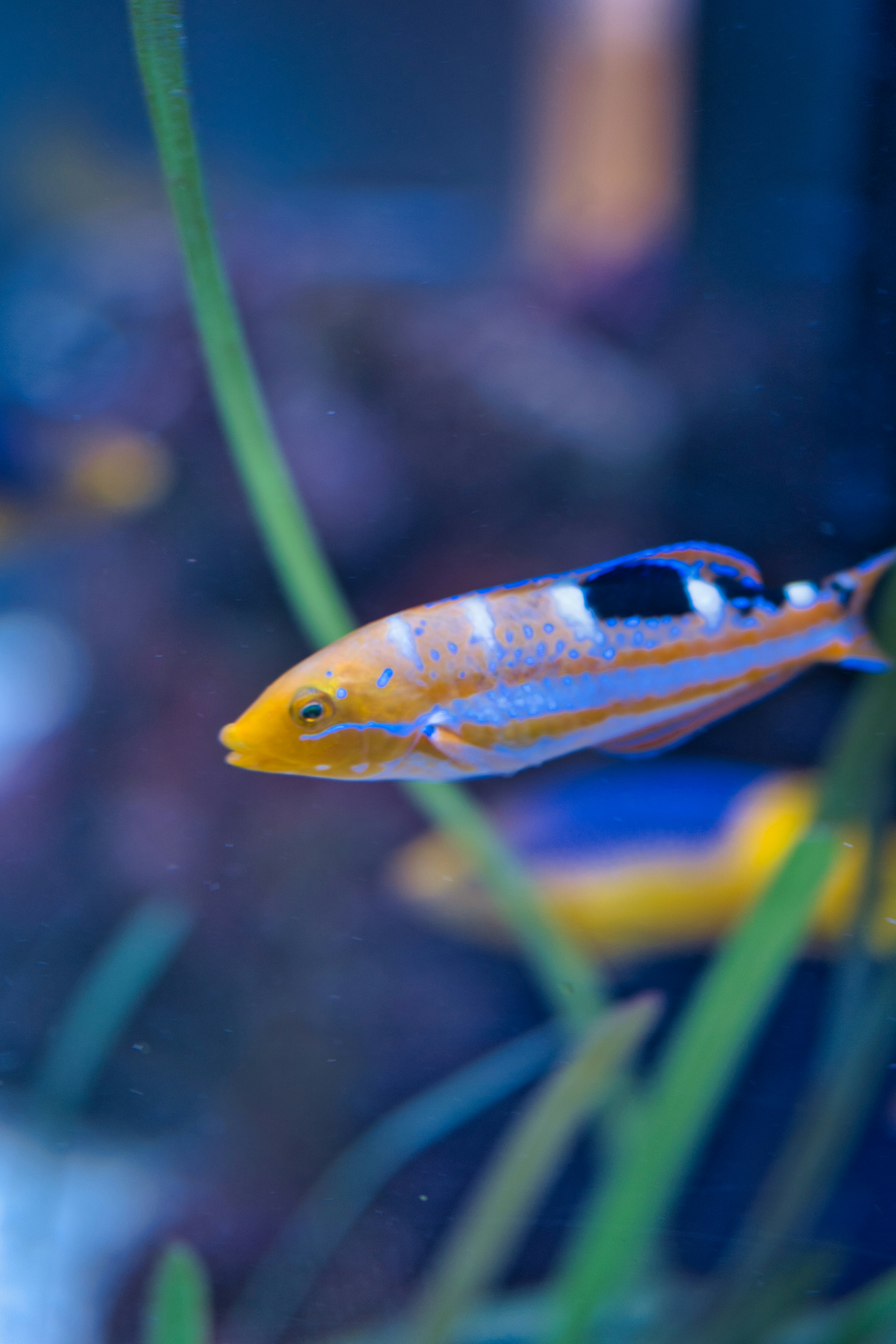 Poisson jaune et bleu dans l'eau photo – Photo Miami Gratuite sur Unsplash