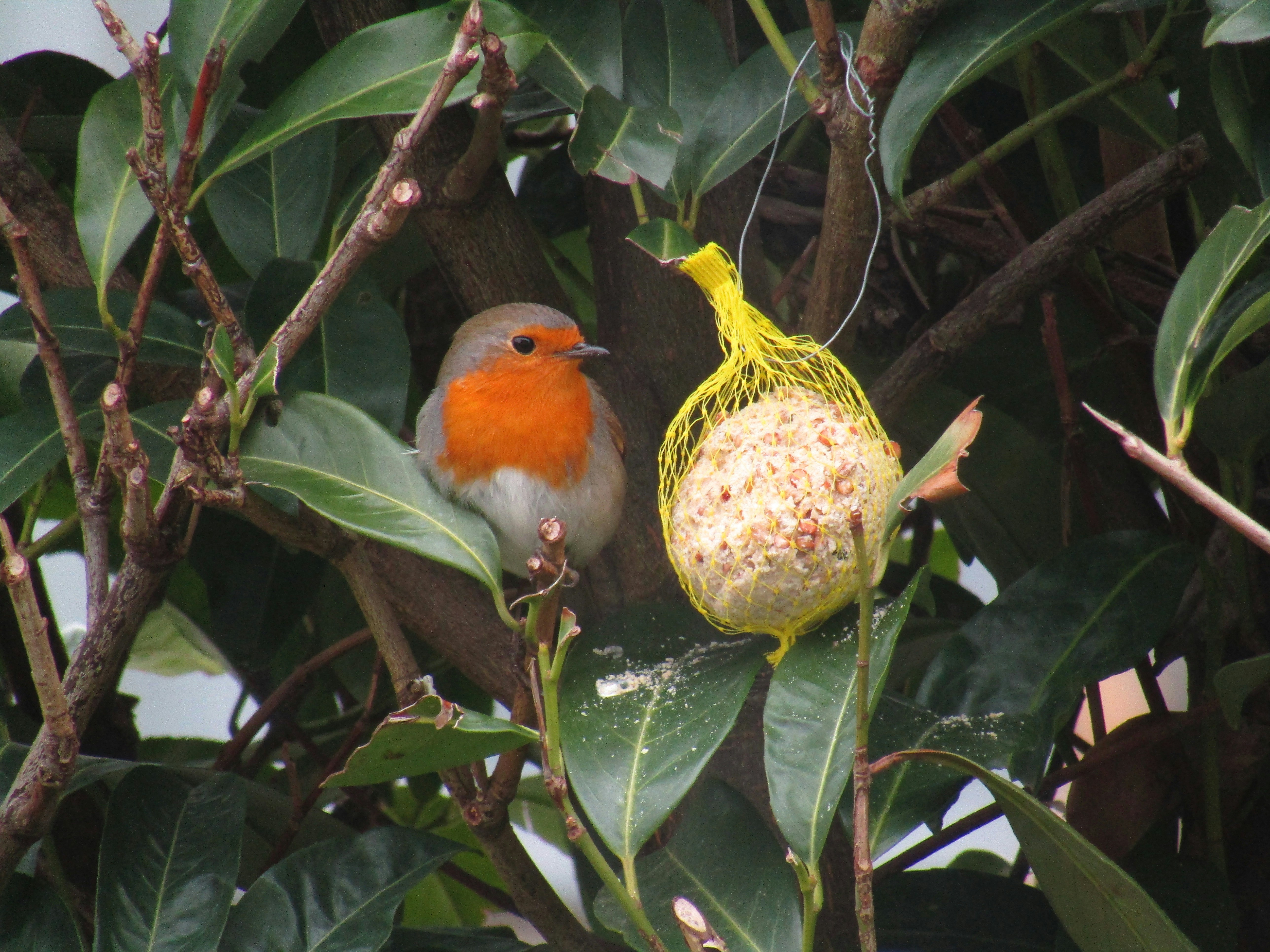 European robin perched among lush green leaves, eyeing a hanging bird feeder filled with seeds.