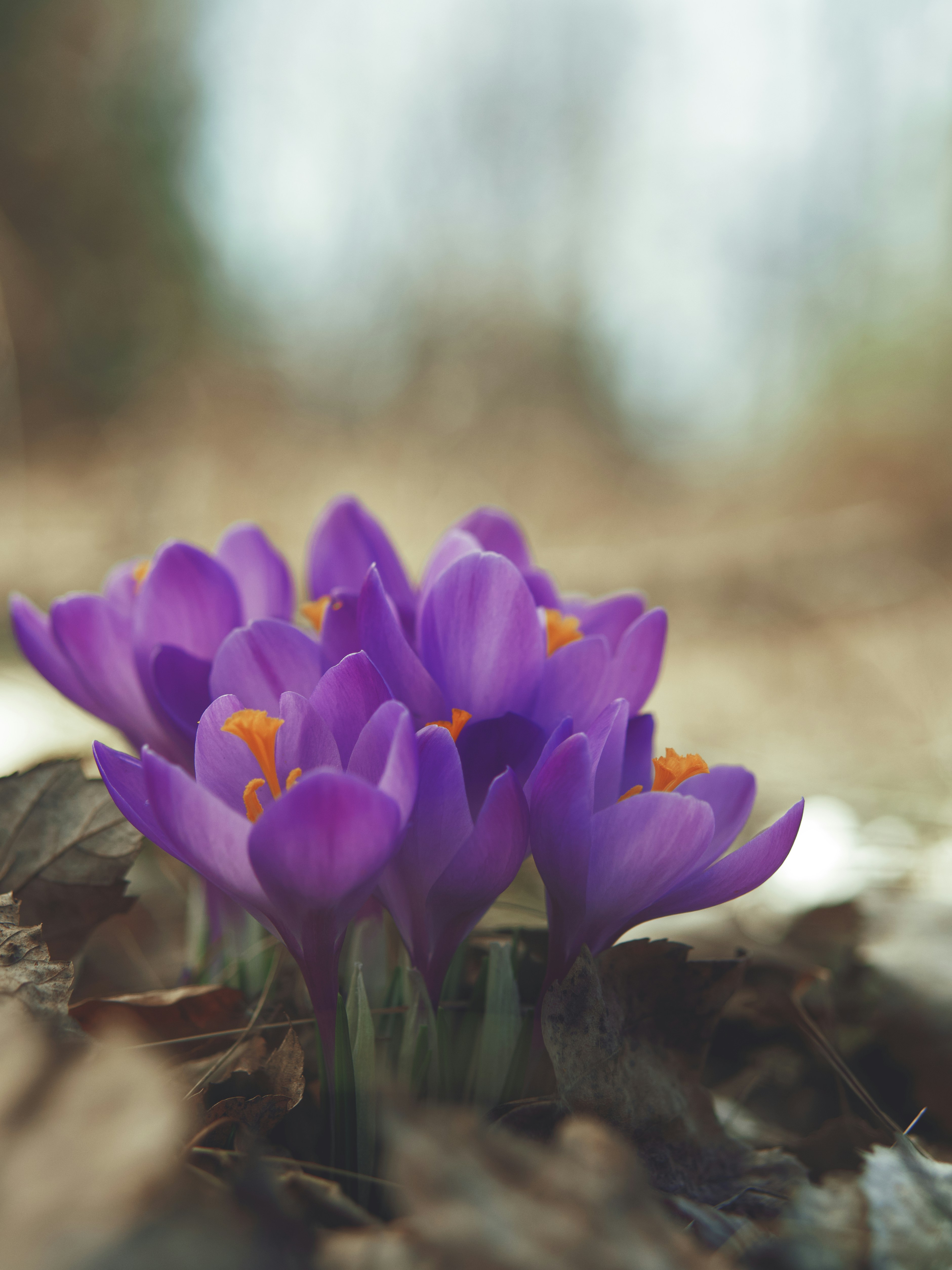 Purple crocus flowers in bloom during daytime photo – Free Purple Image ...