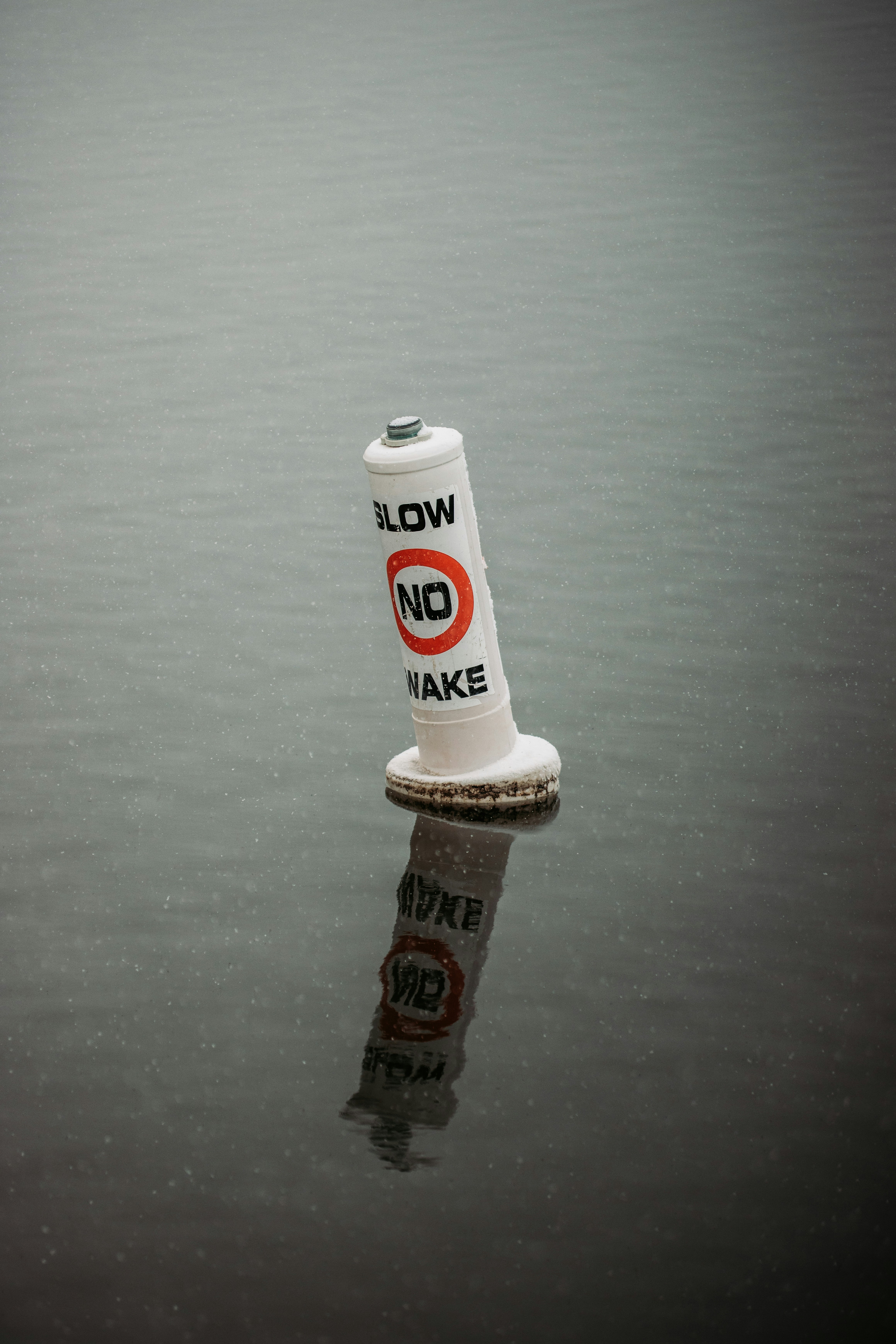 Silent Sentinel in Still Water