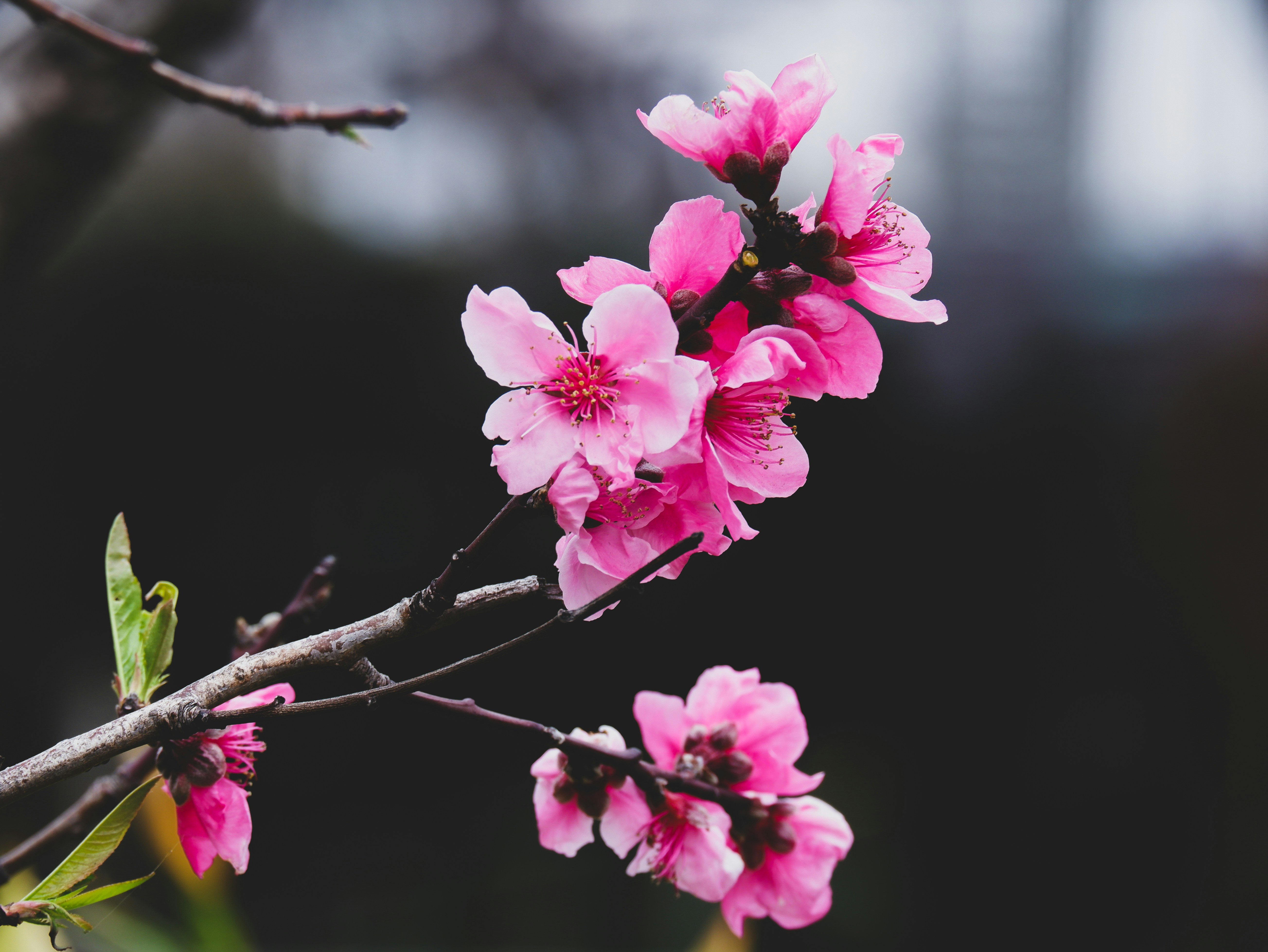 Japan Flower Pictures | Download Free Images on Unsplash