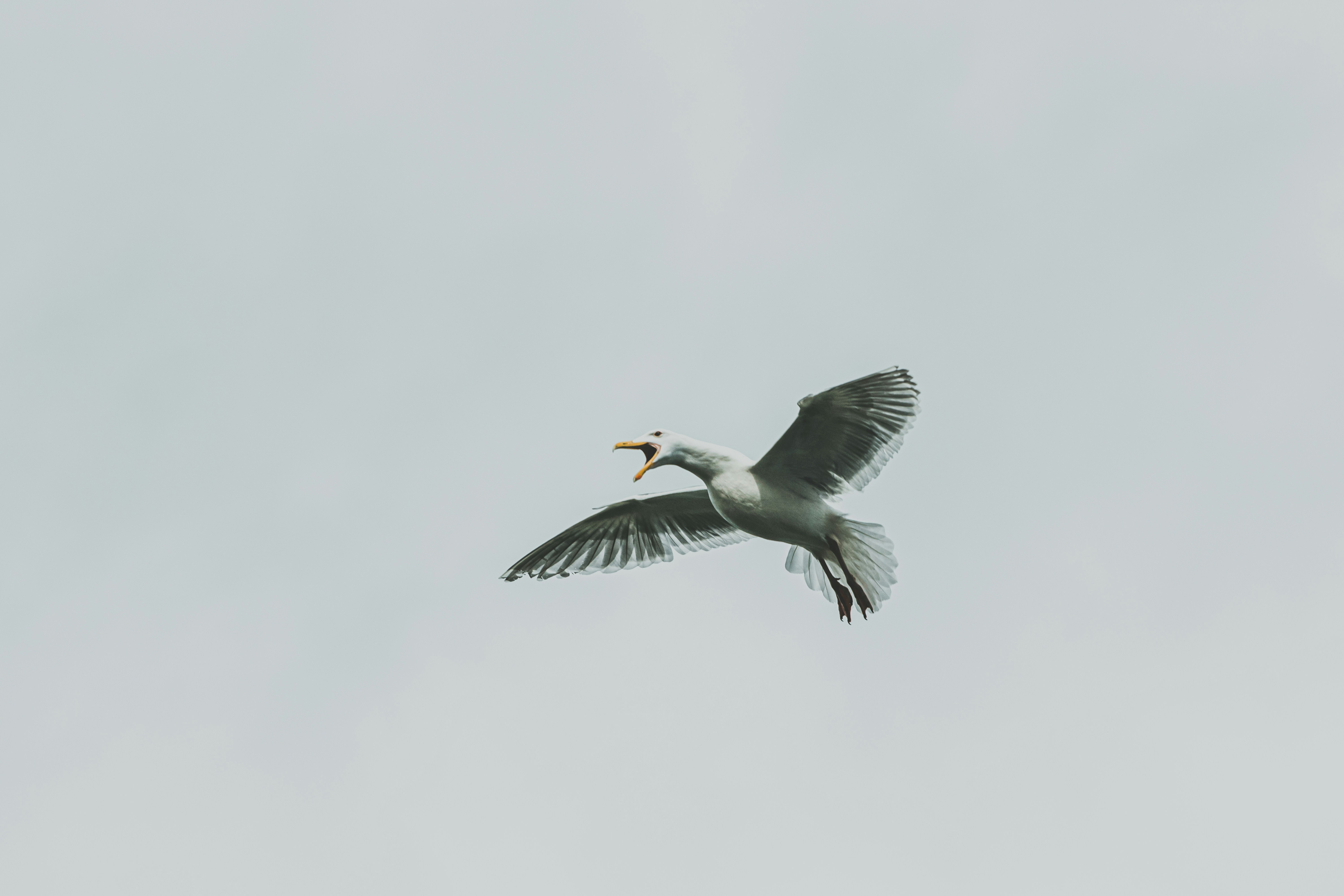 Aerial Serenade: The Call of the Sky