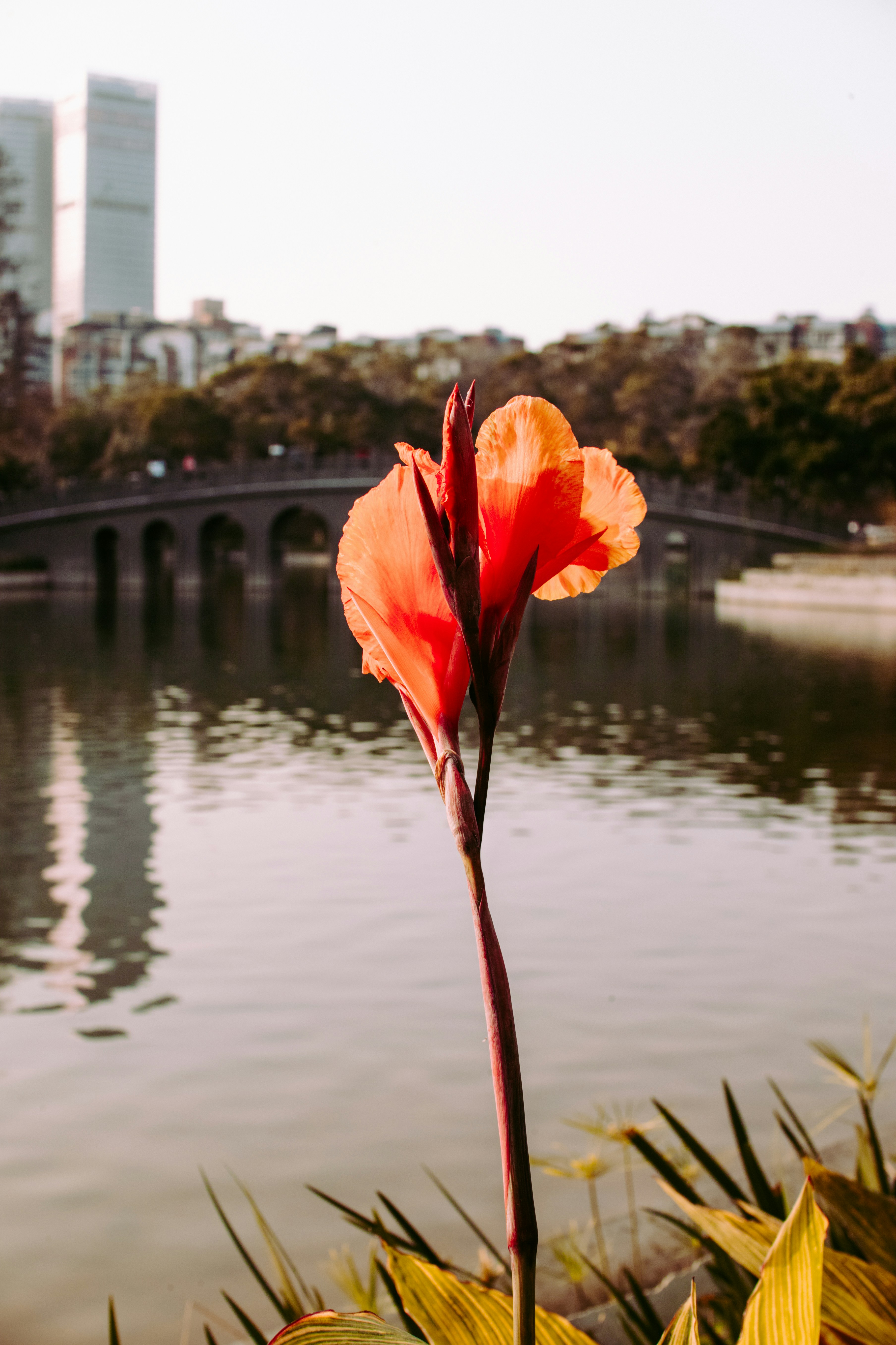 Vibrant orange flower stands tall by a tranquil lake, with city skyscrapers reflected in the water behind it.