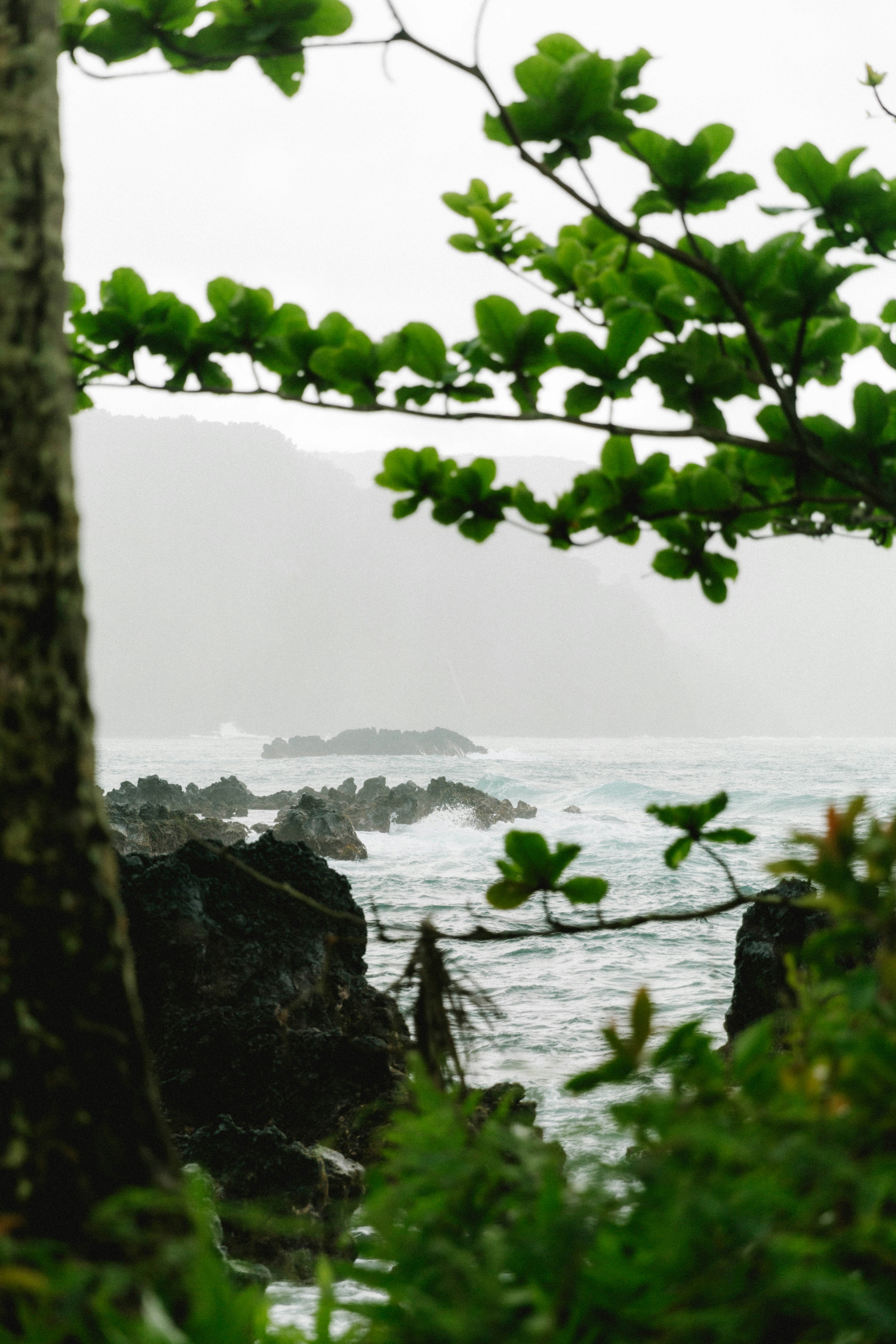 Green tree near body of water during daytime photo – Free Hawaii Image ...