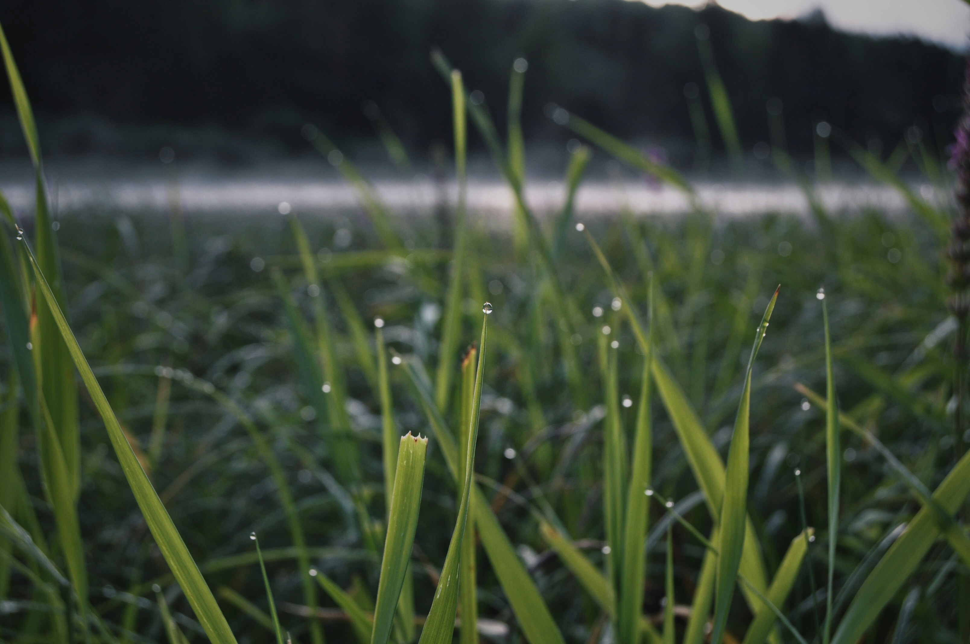 Green grass field during daytime photo – Free Green Image on Unsplash