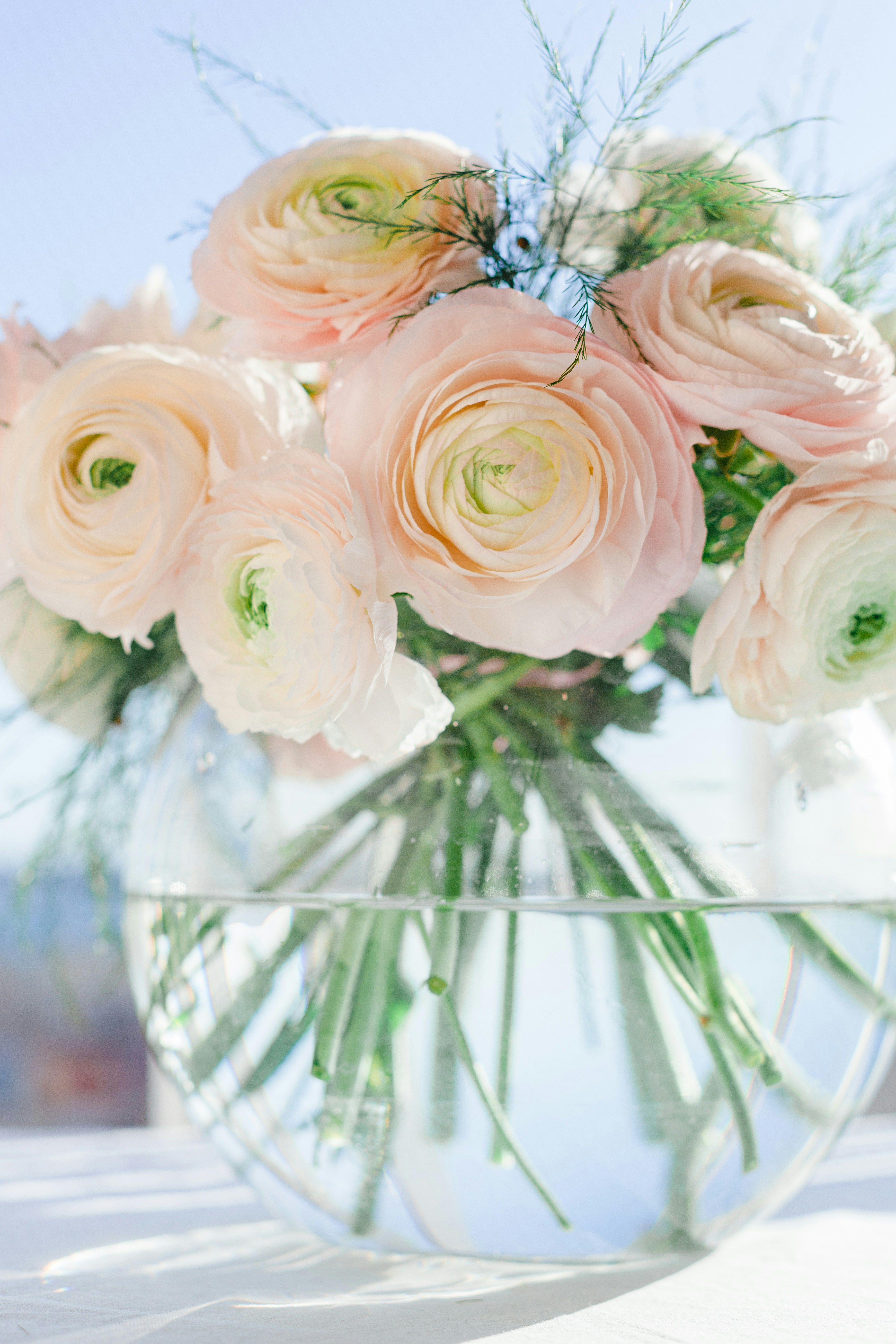 Peonies vs. Ranunculus - What's the Difference? | This vs. That