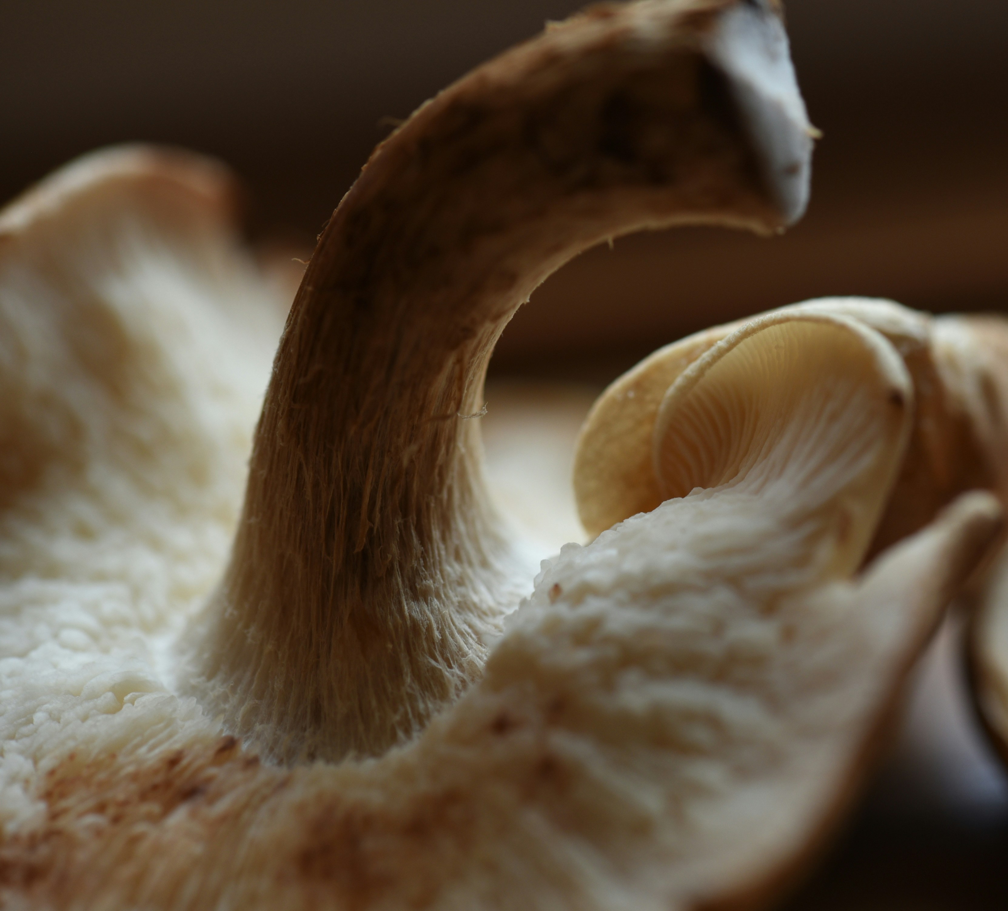 white and brown mushroom in close up photography