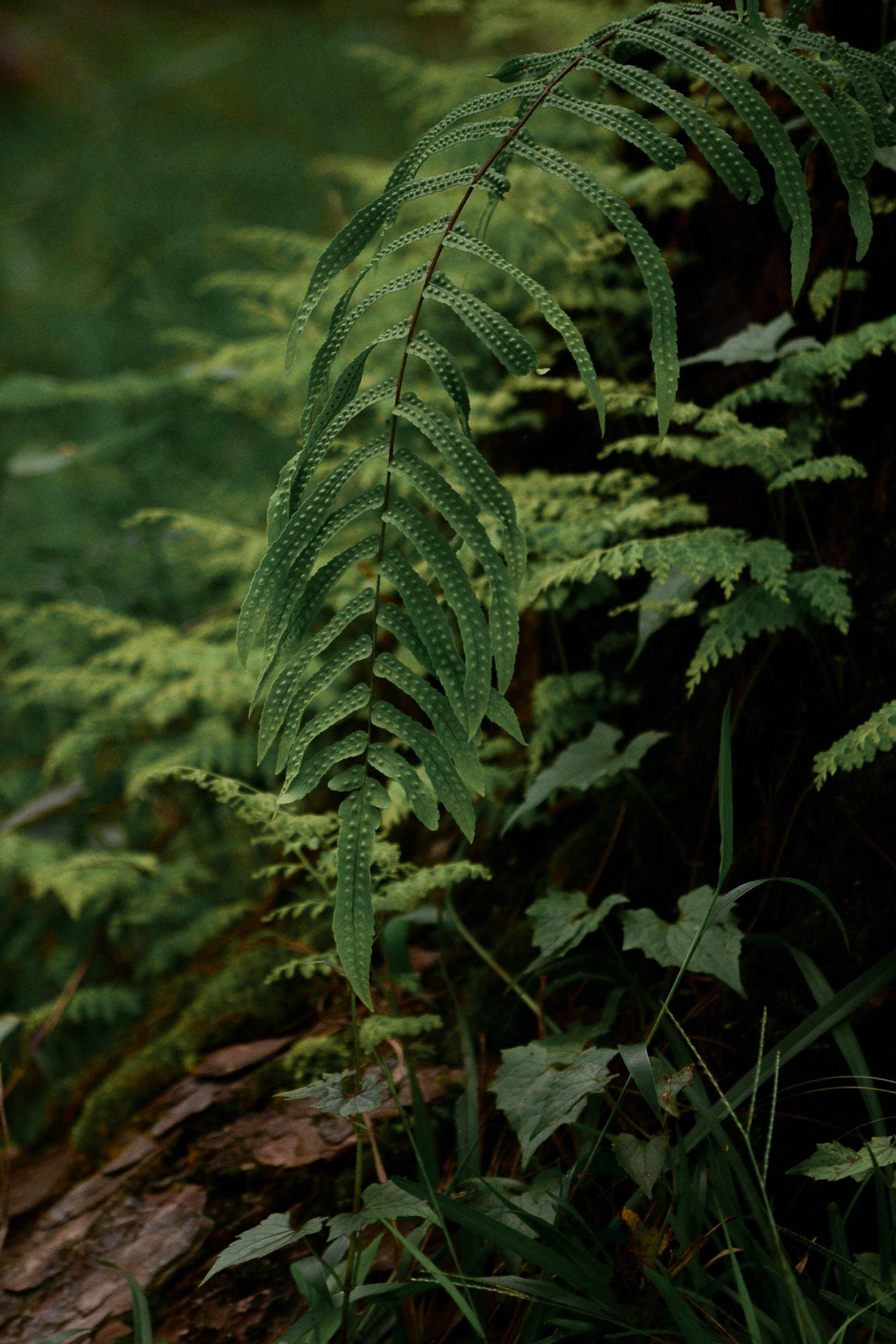 A vibrant fern gracefully unfurls amidst a lush green backdrop, showcasing intricate leaf patterns and textures.