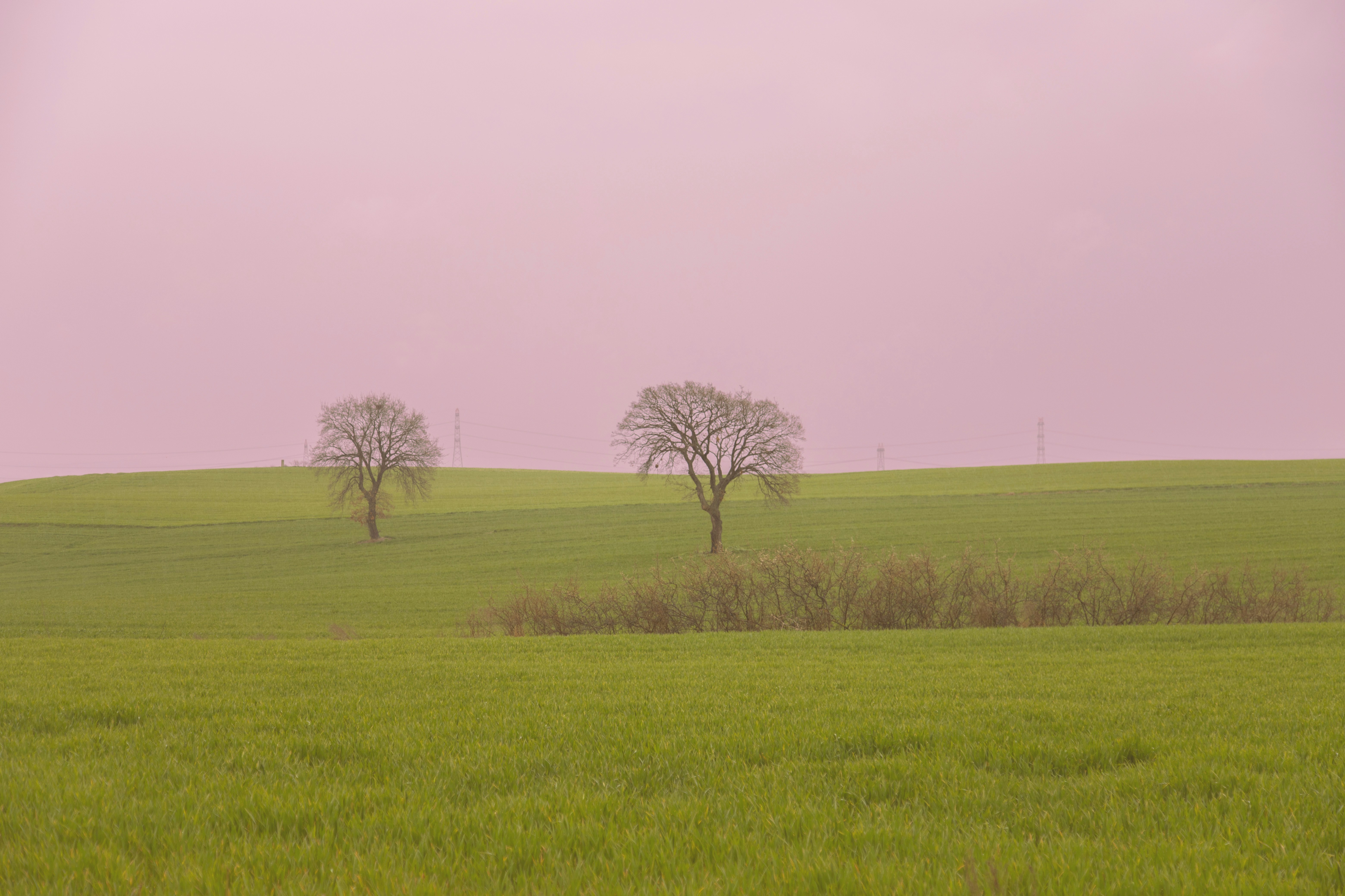 green grass field with leafless tree