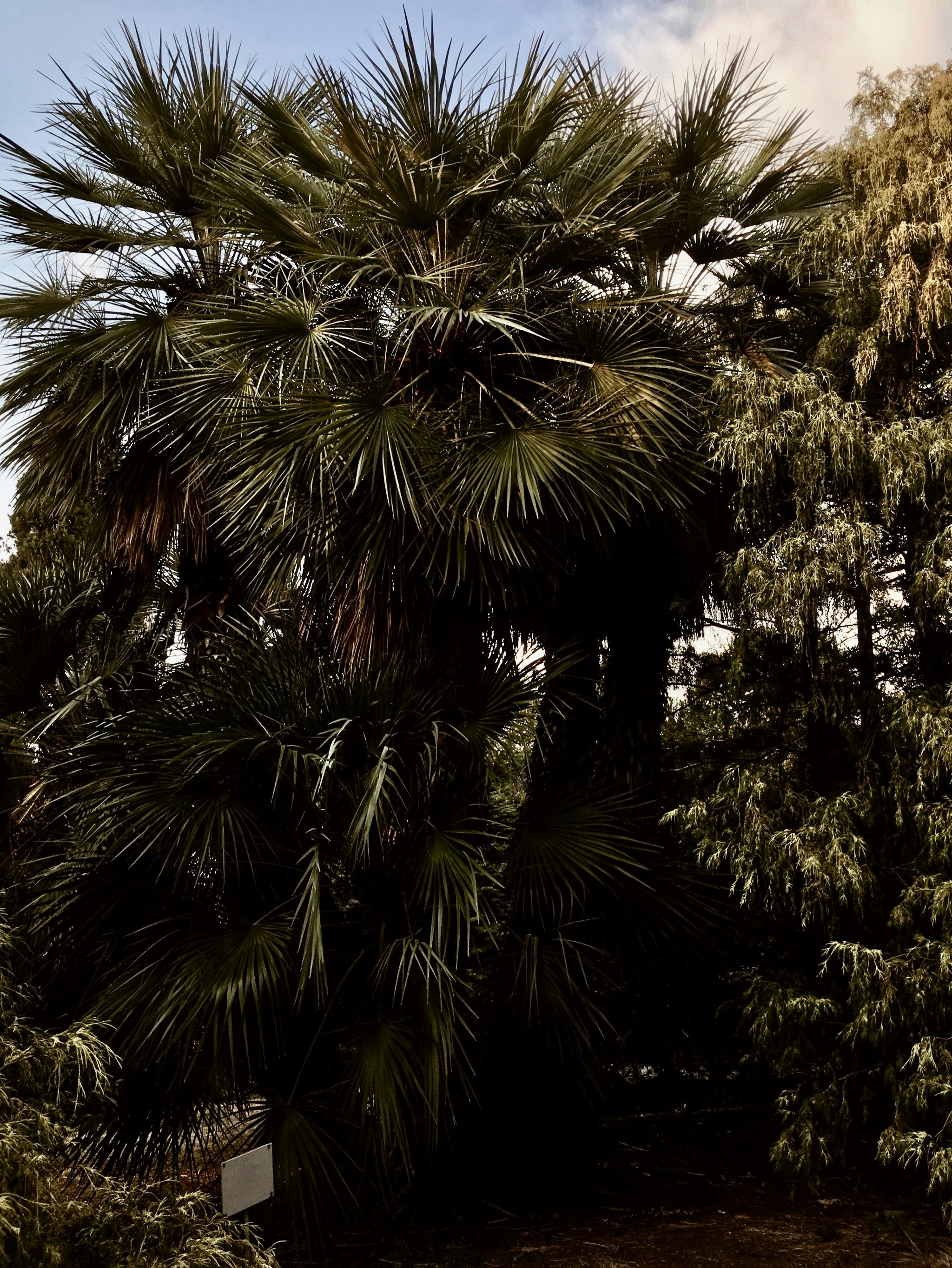 Sunlit Palms Reaching Toward a Quiet Sky