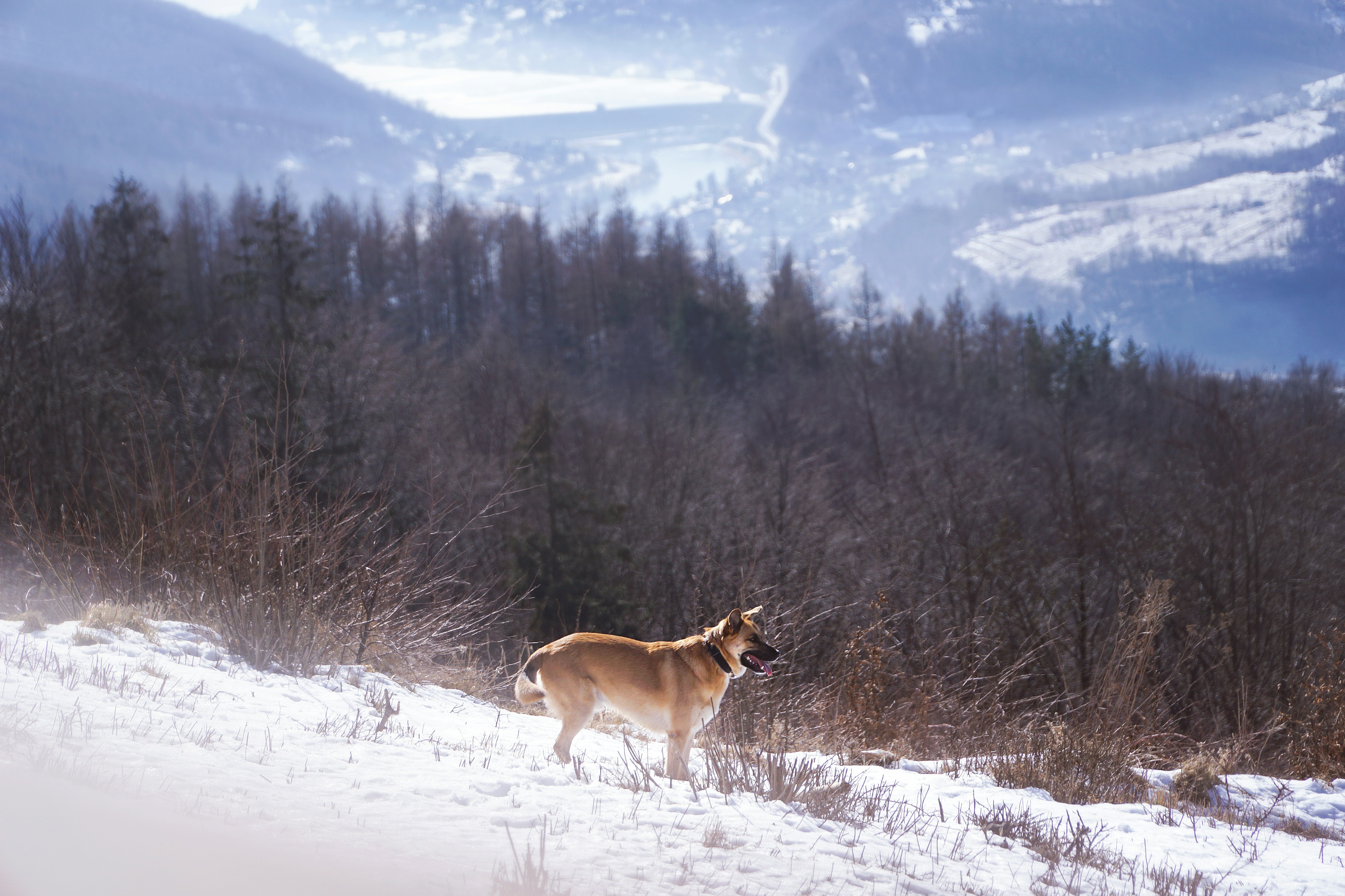 Lone Hound on a Snow-Lined Ridge: Quiet Fortitude Against a Mountain Backdrop