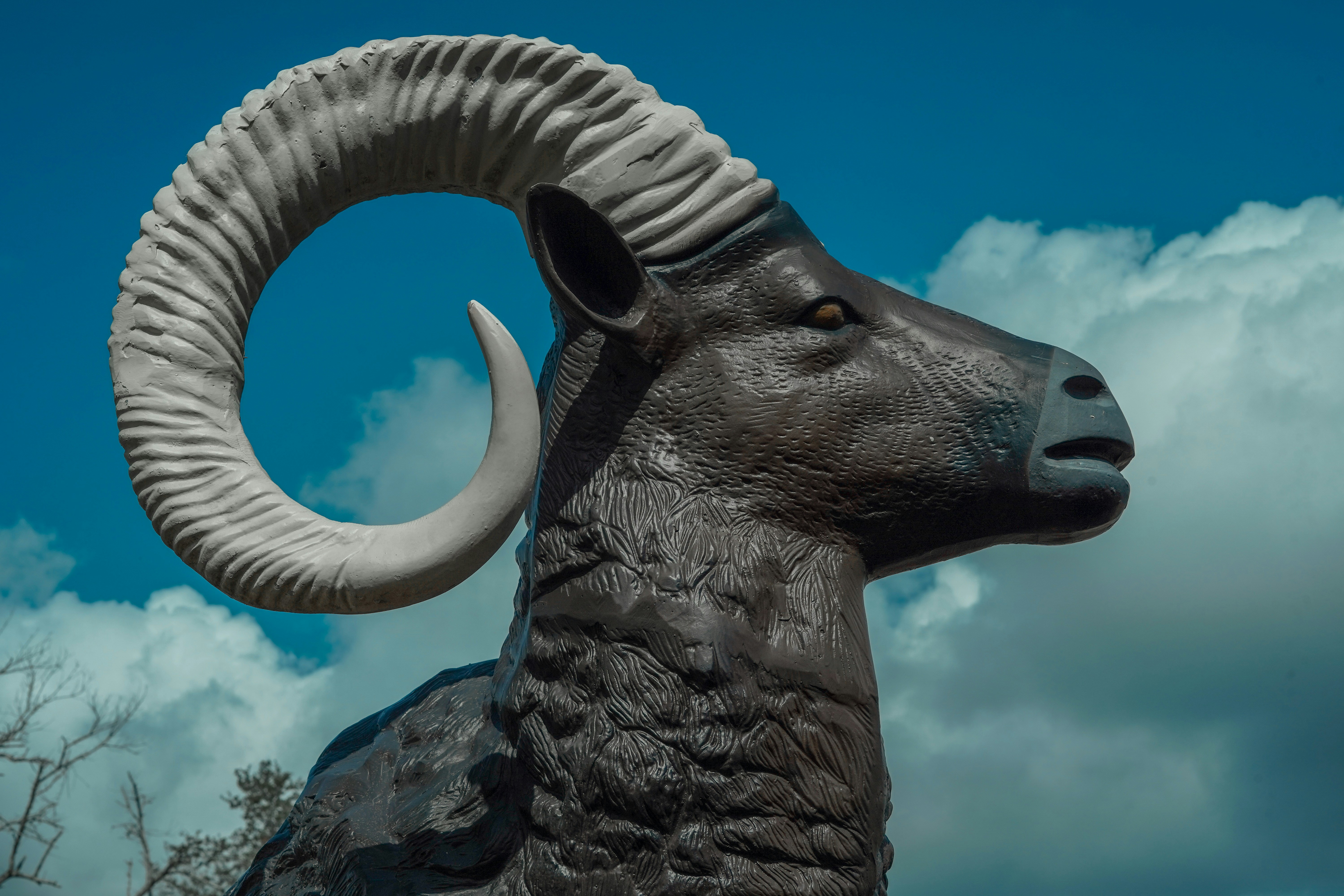 Majestic Horn: A Ram's Silhouette Against a Clear Sky