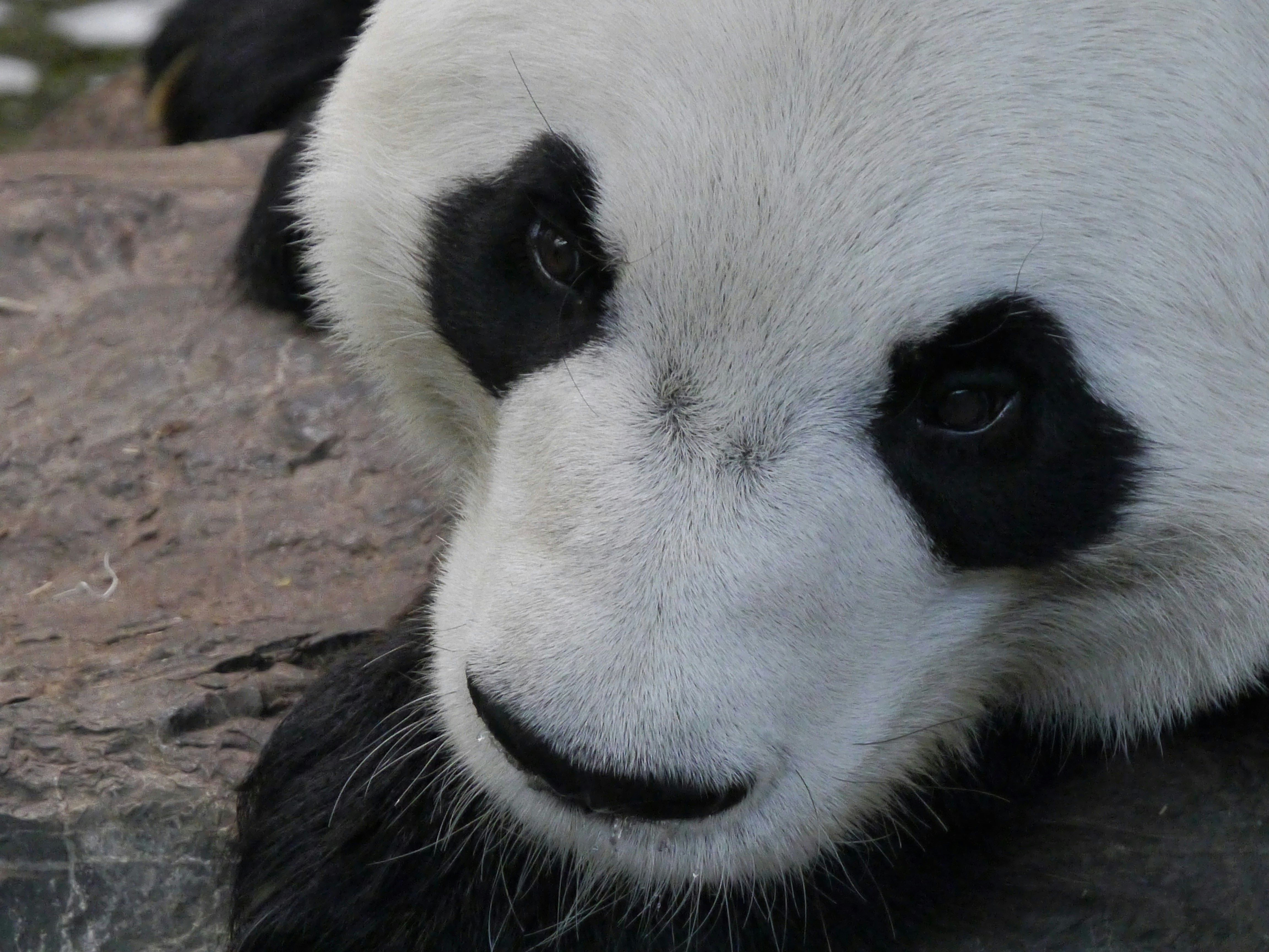 Close-up of a panda resting on a rock, showcasing its distinctive black and white fur and gentle expression.