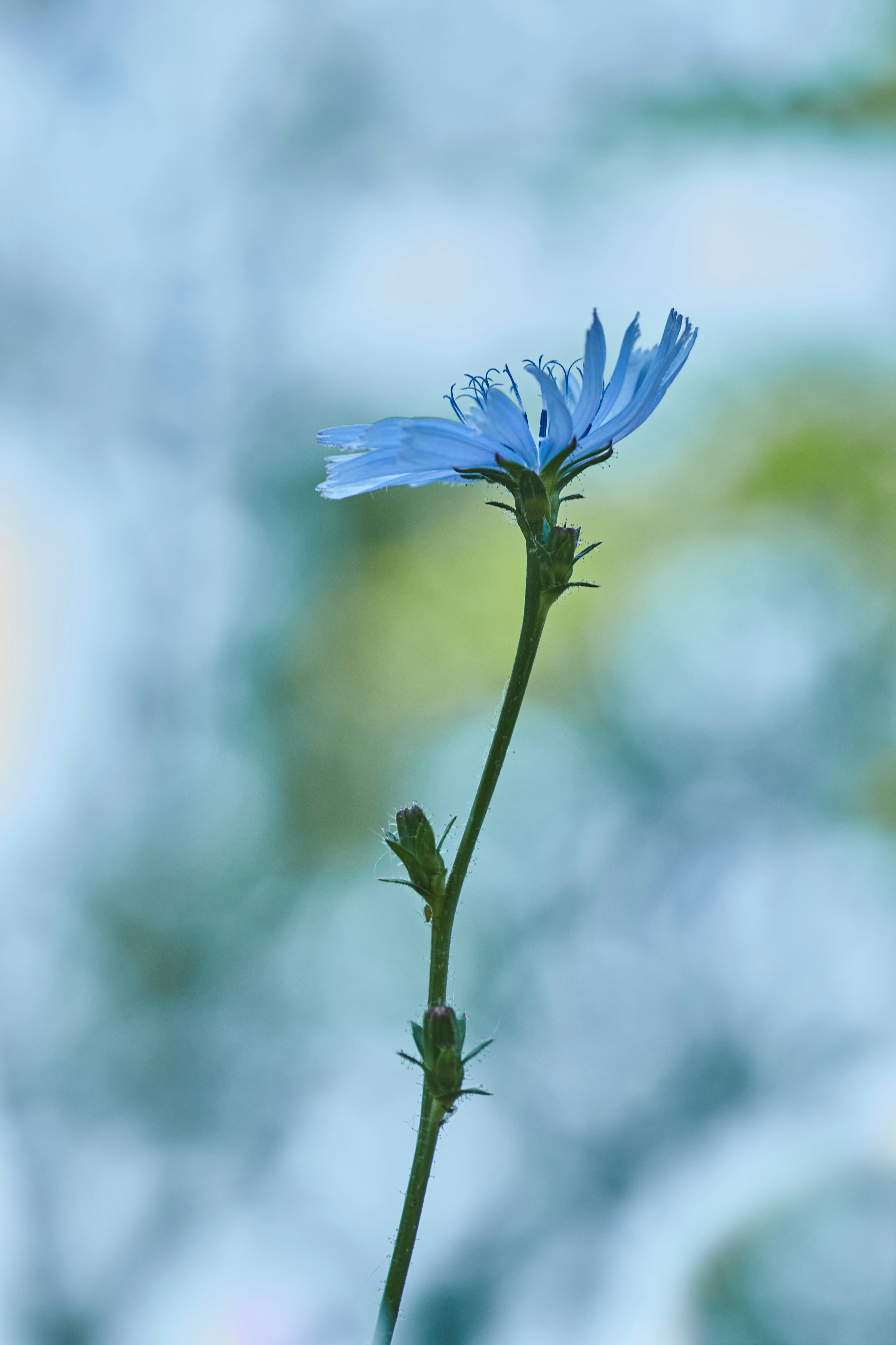 Blue flower in tilt shift lens photo – Free Green Image on Unsplash