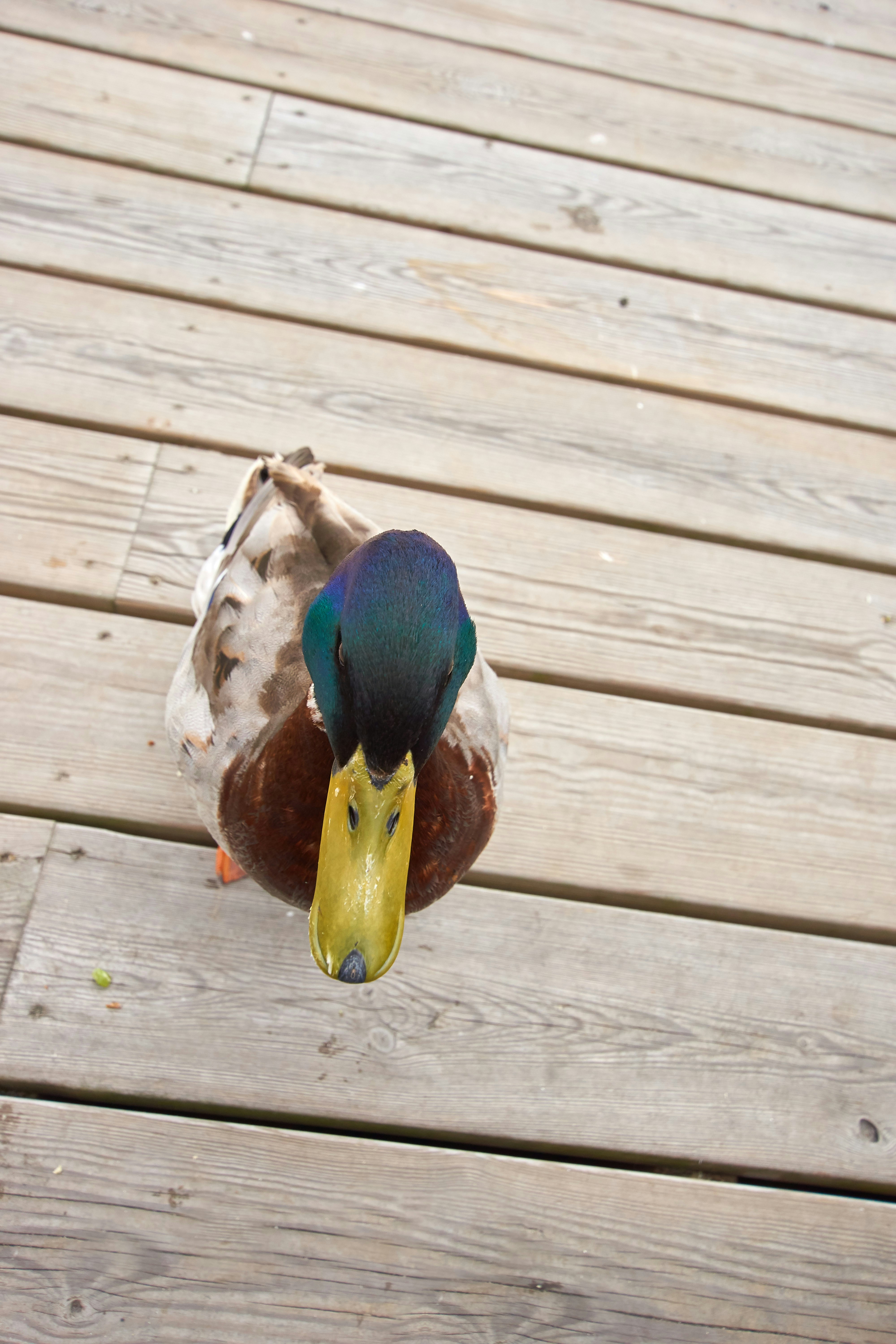 a duck with a yellow beak standing on a wooden deck