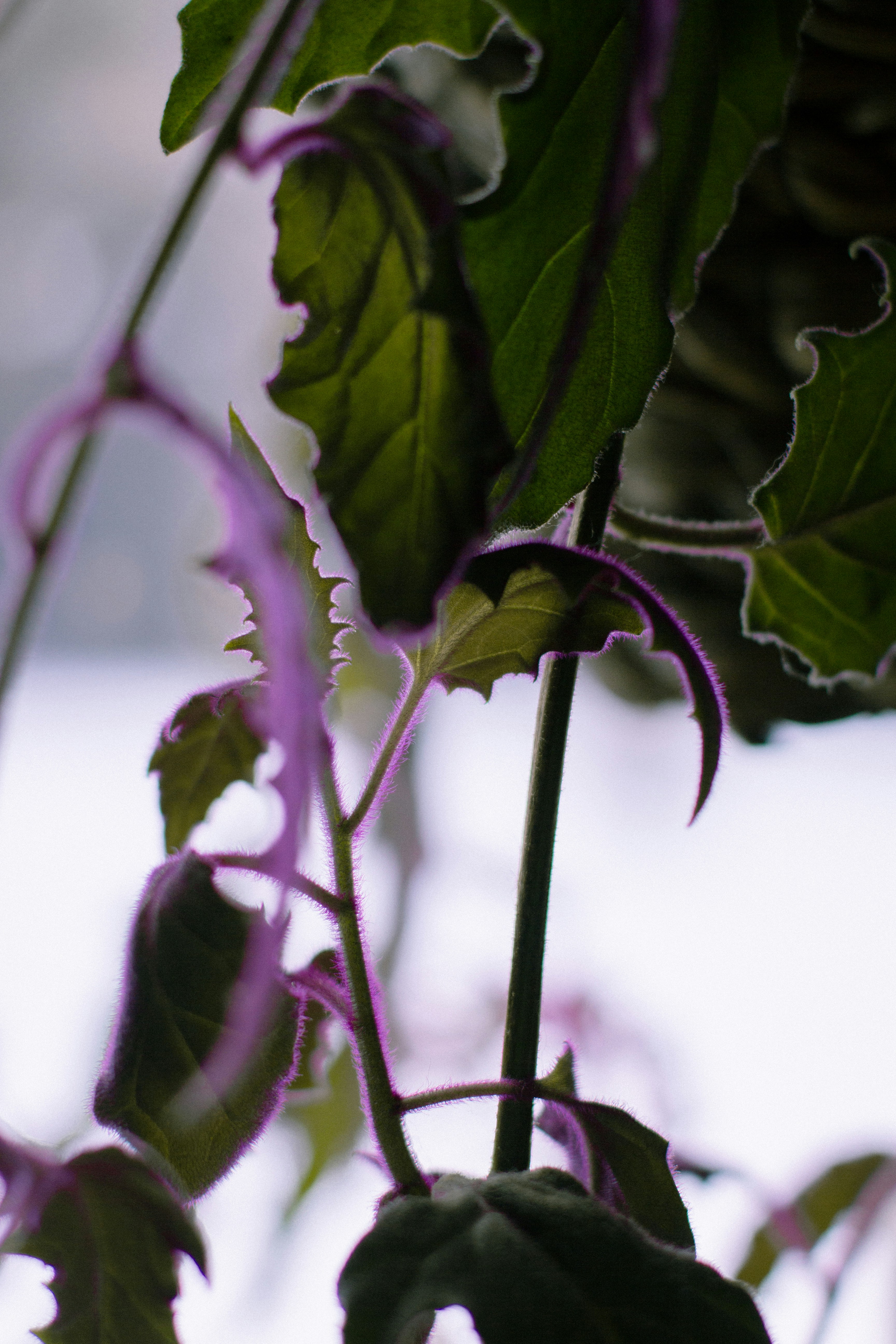 Velvet Edges: A Macro Portrait of Purple-Edged Leaves