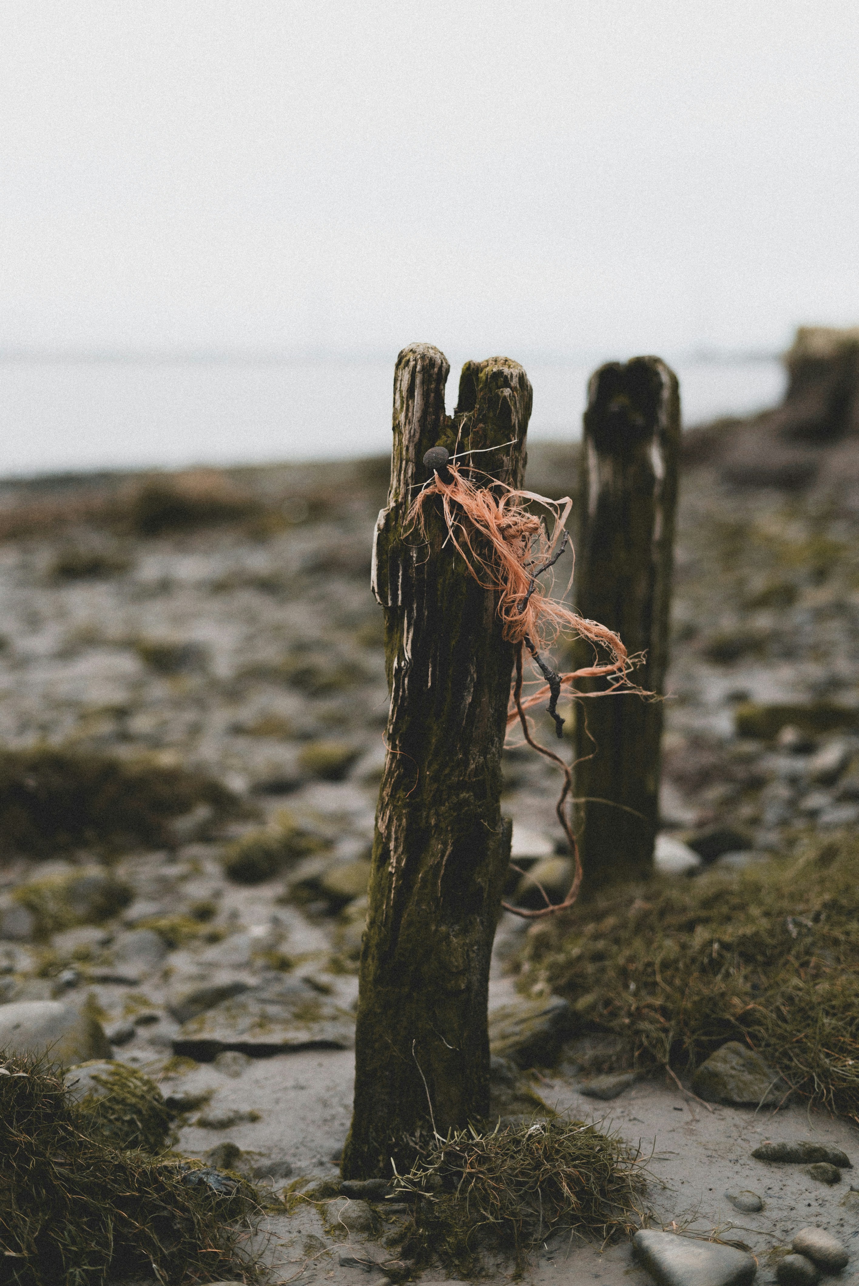 Ribs of a desolated pier