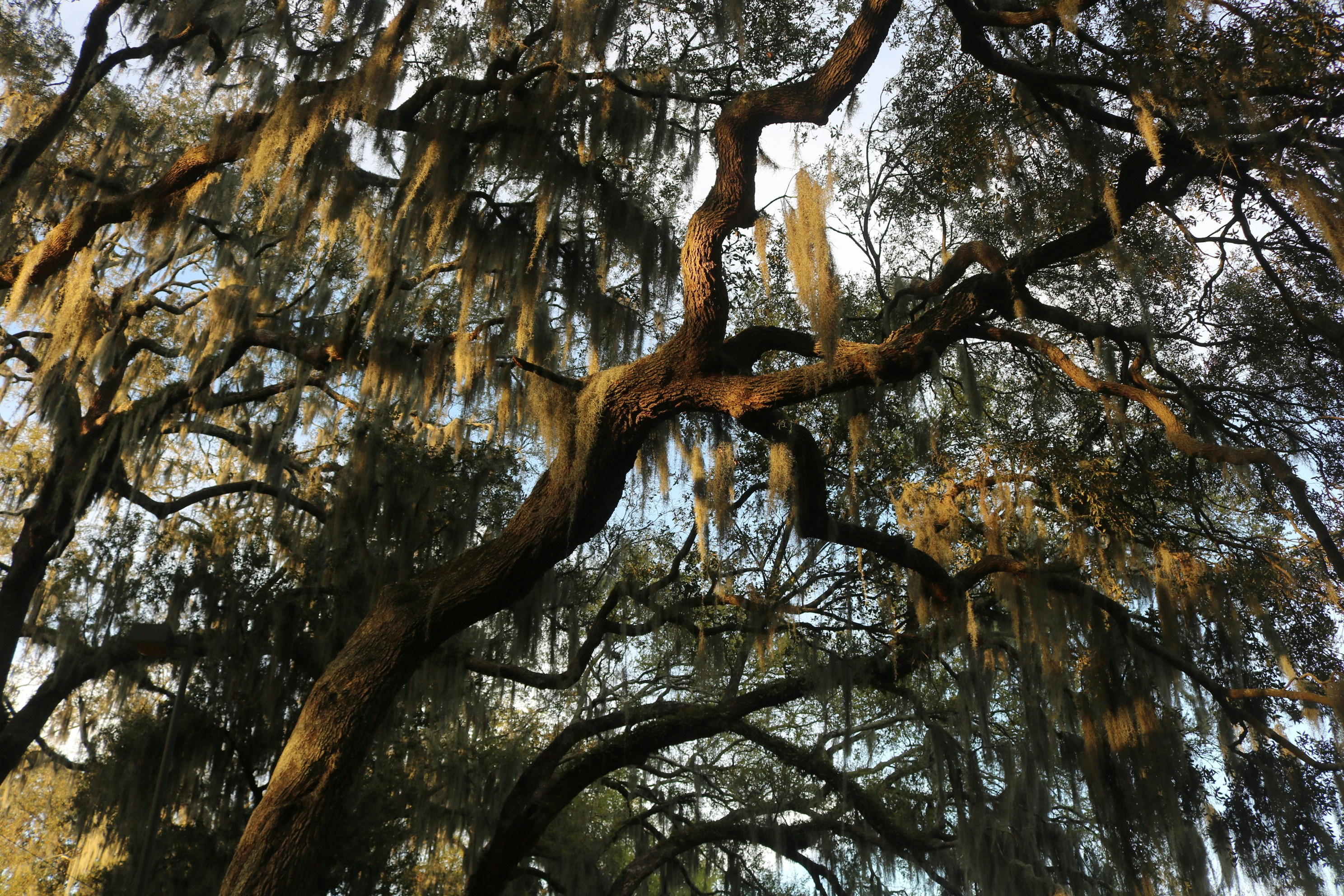 Sunlight filters through sprawling branches draped in hanging Spanish moss.