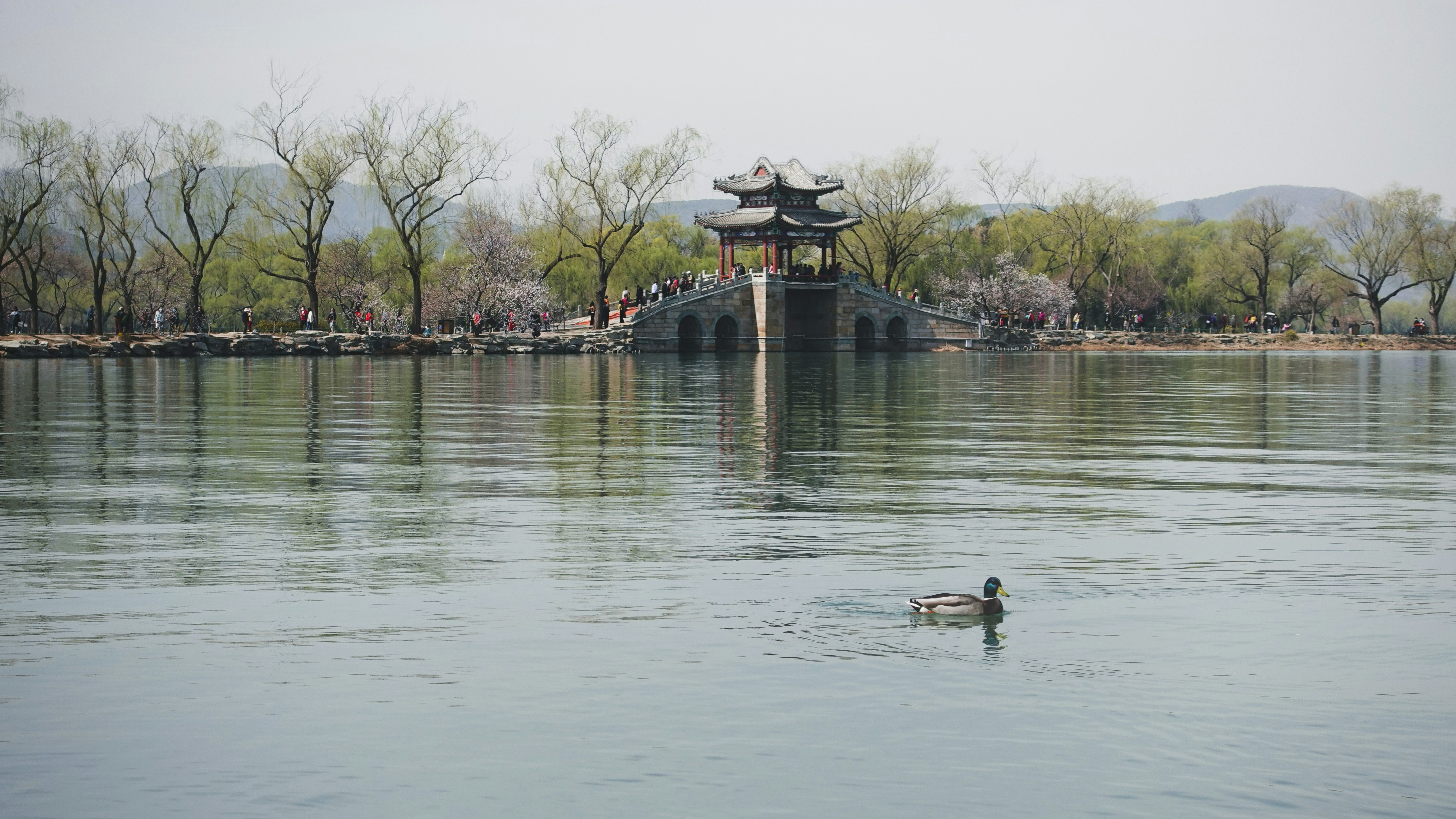 Bridge-Pagoda in Spring: Tranquil Lake Under Quiet Trees