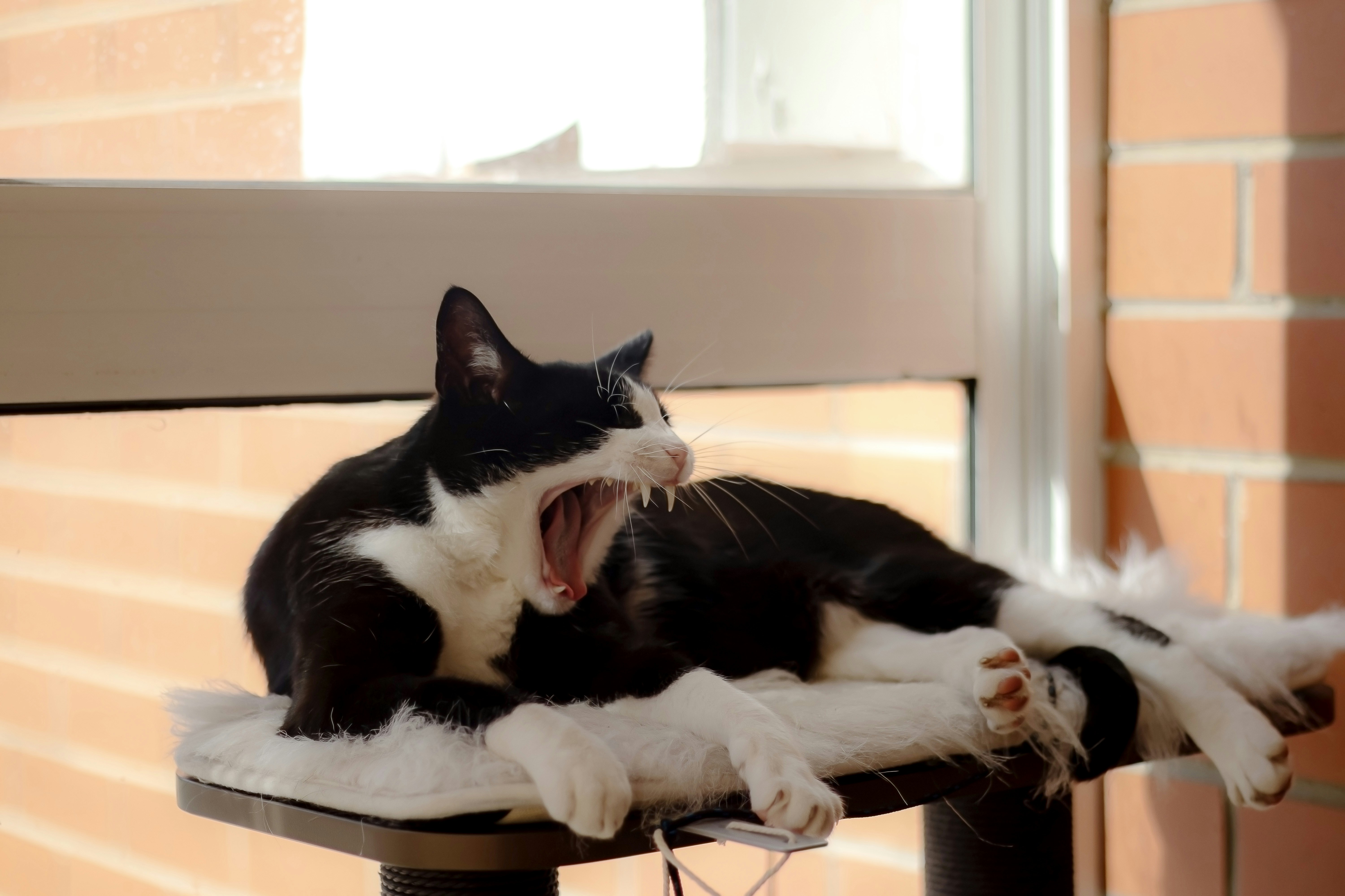 Tuxedo Cat Unfurls a Wide Yawn on a Sunlit Window Perch