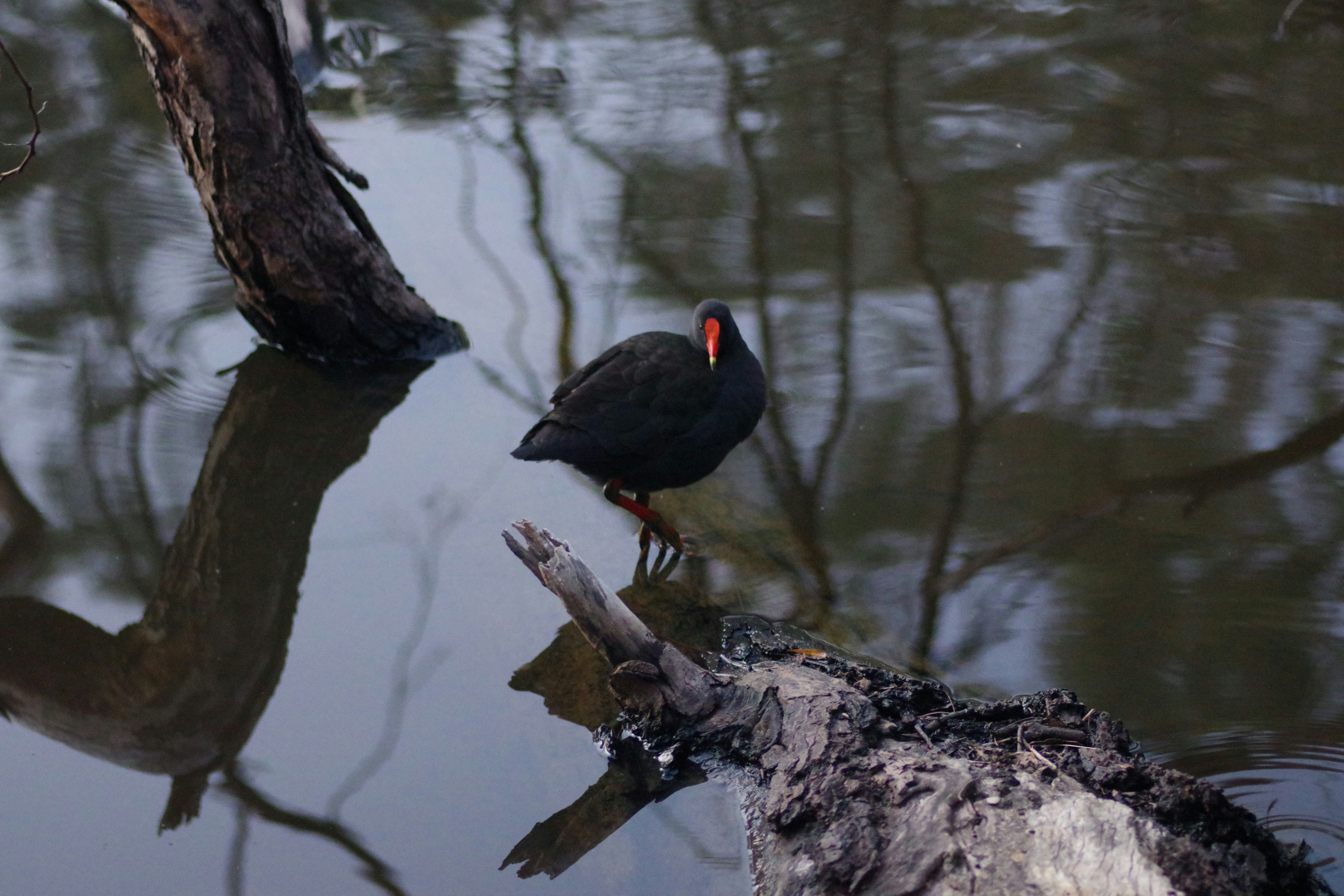 A black bird stands on a submerged log, surrounded by still water reflecting the trees above.