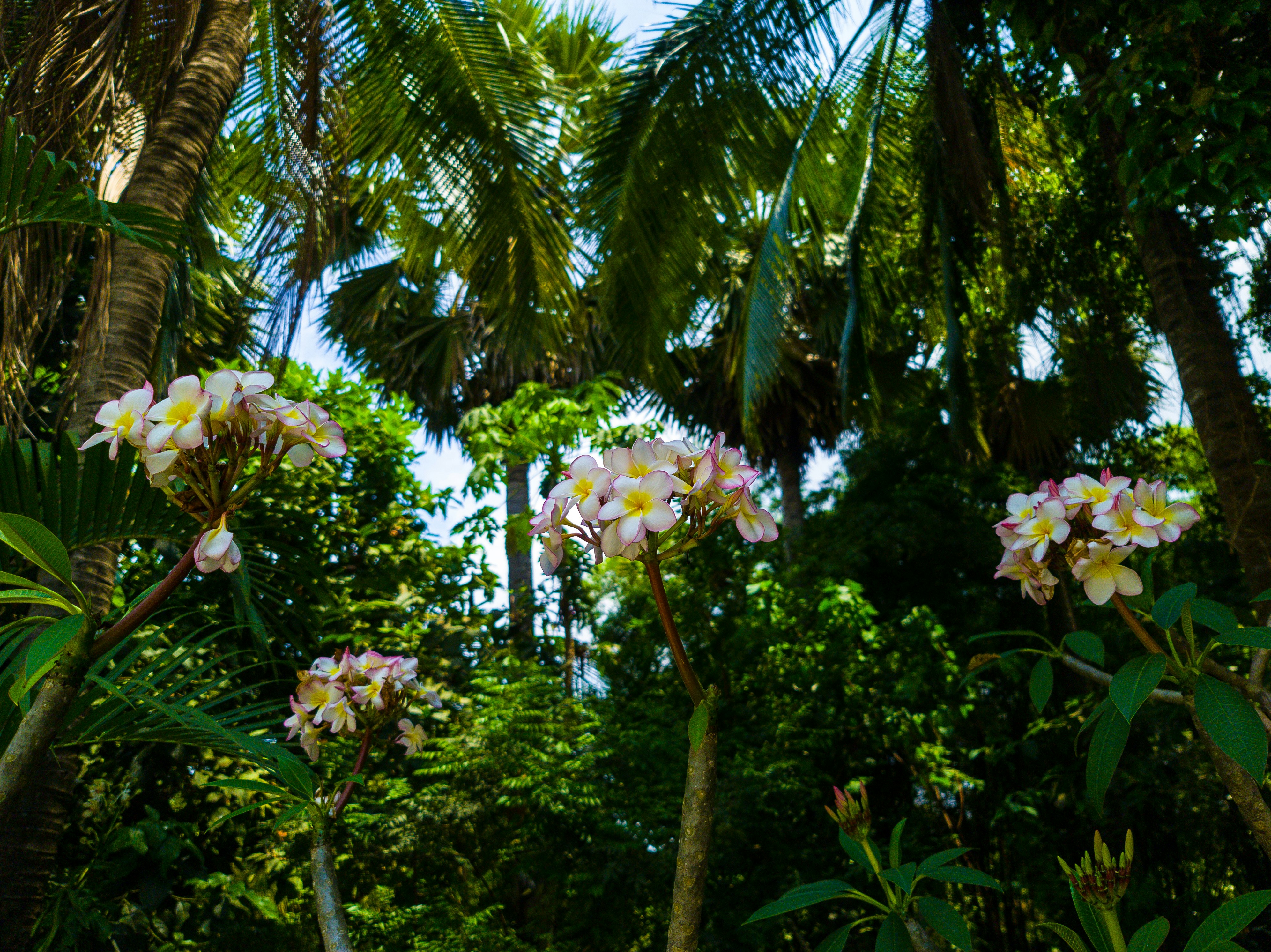 Sunlit Plumeria Amid Tropical Canopy