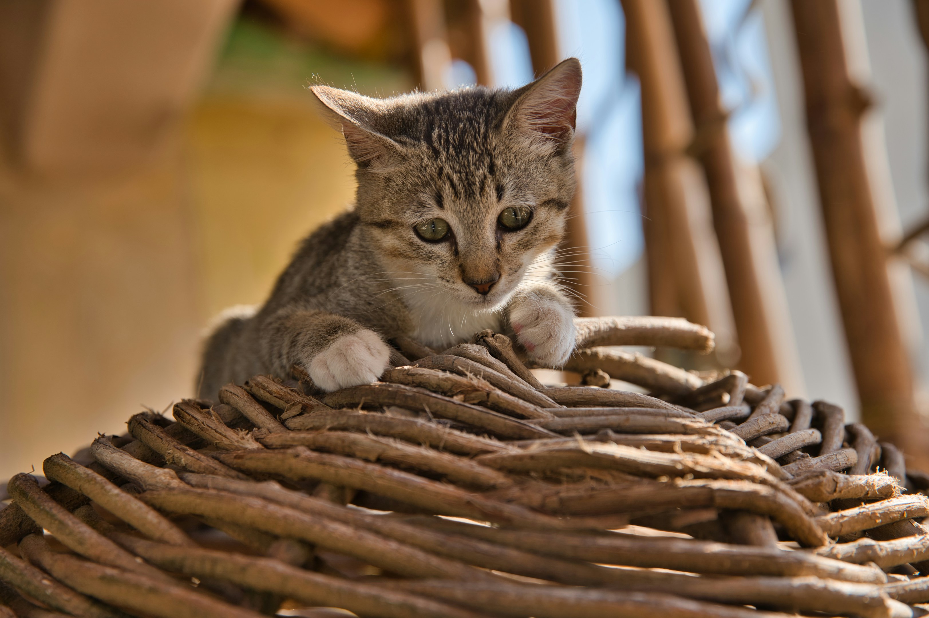 Young tabby cat perched atop a wicker basket in warm sunlight.
