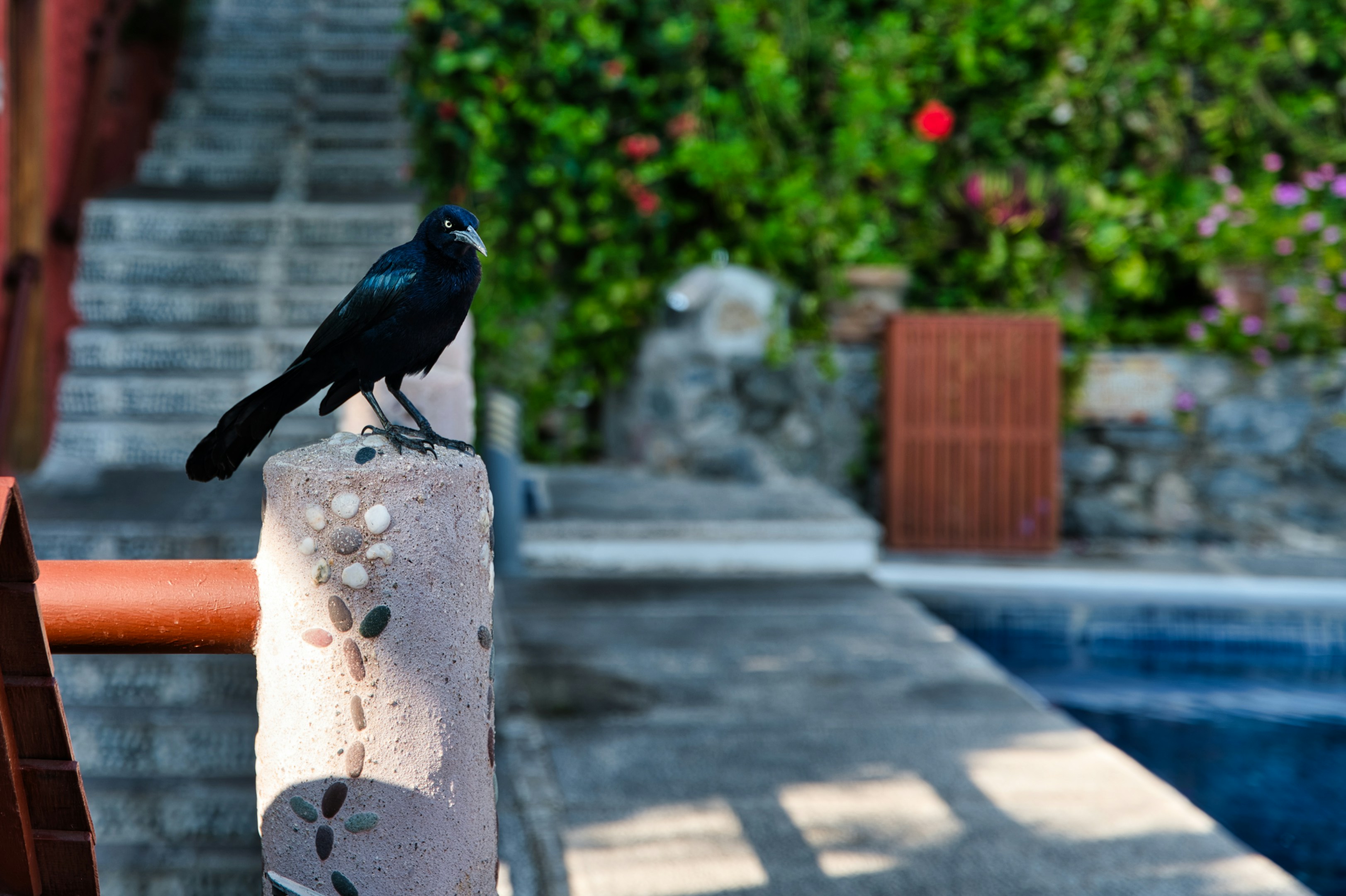 Midday Vigil: Crow on a Coral Pillar by the Poolside